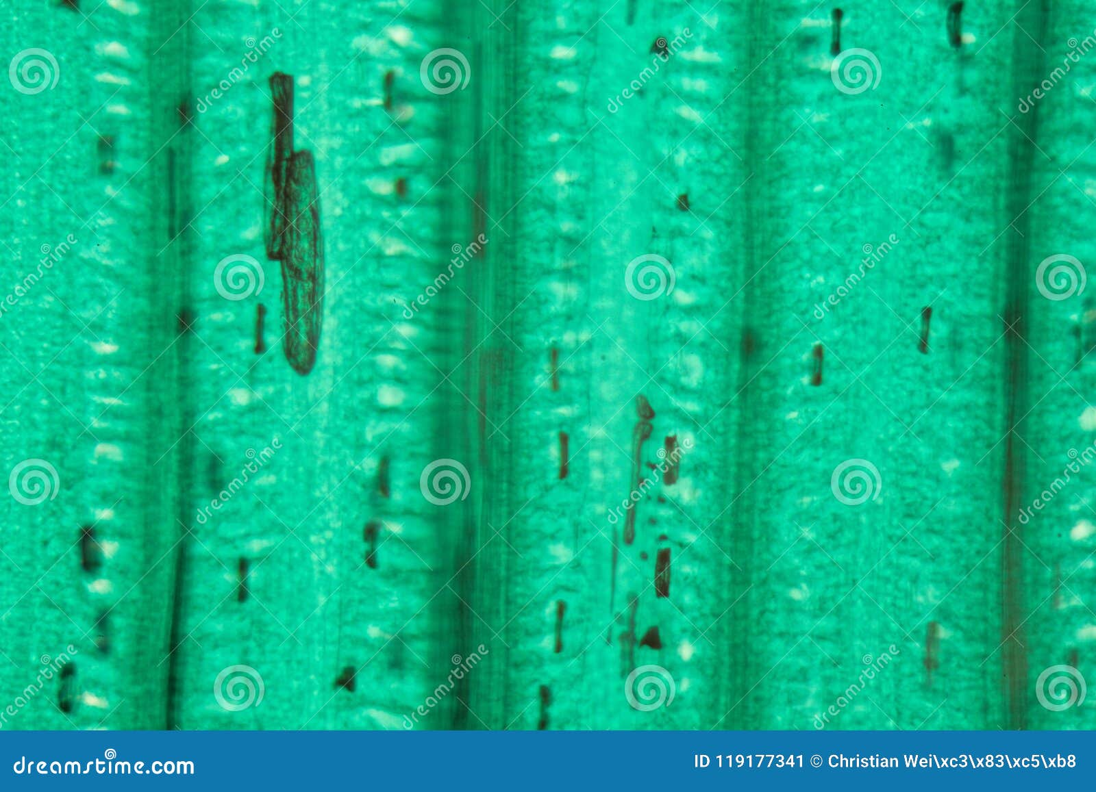 Leaf Epidermis Stomata Under Microscope. Stock Photo | CartoonDealer ...