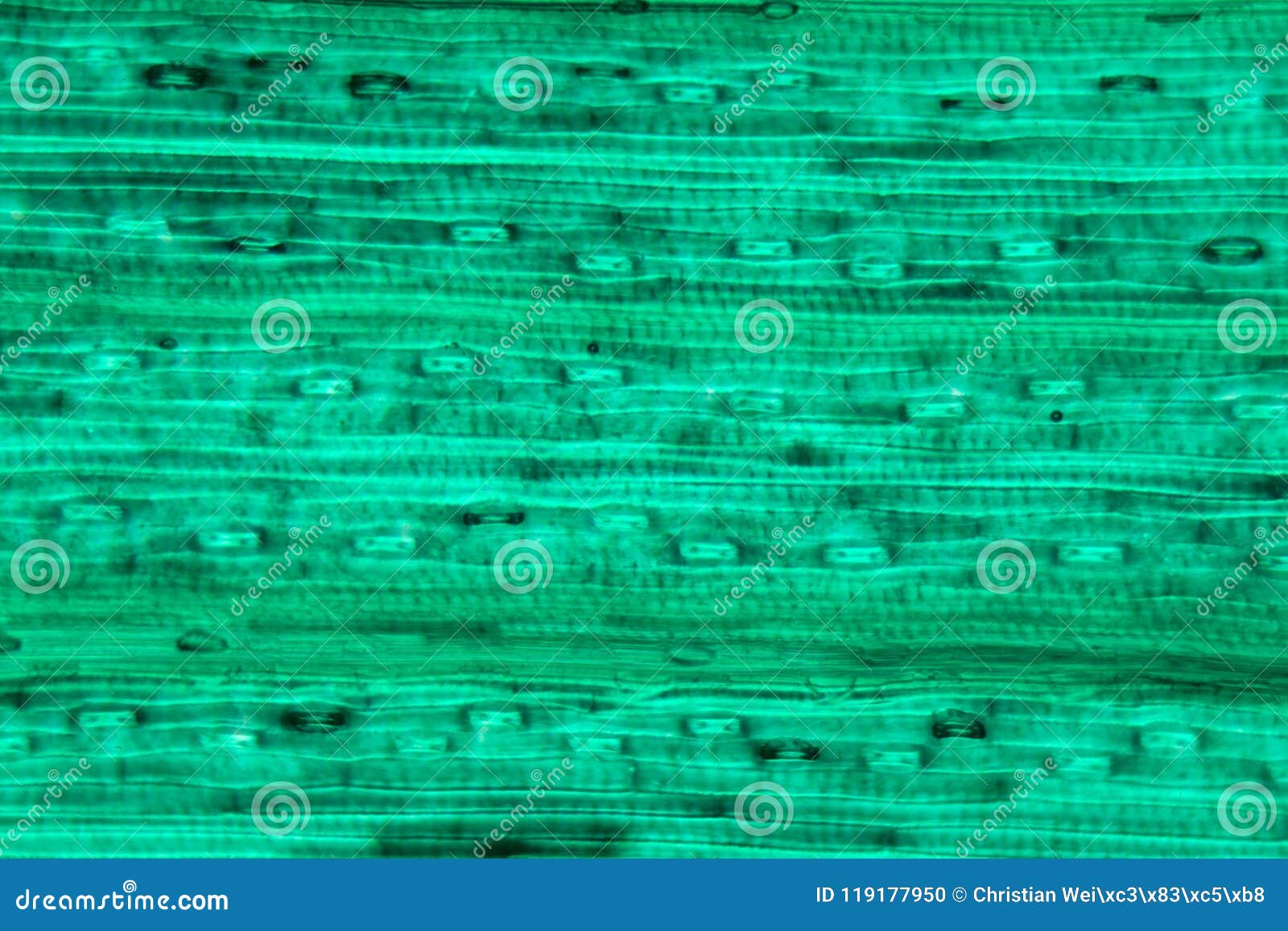 Wheat Leaf Epidermis Under the Microscope Stock Photo - Image of study ...