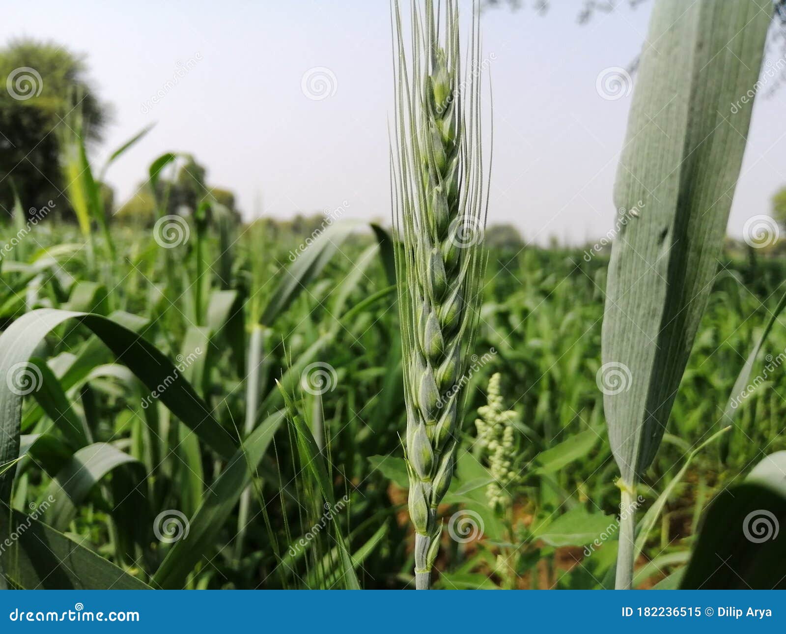 Wheat leaf picture stock image. Image of leaf, food - 182236515