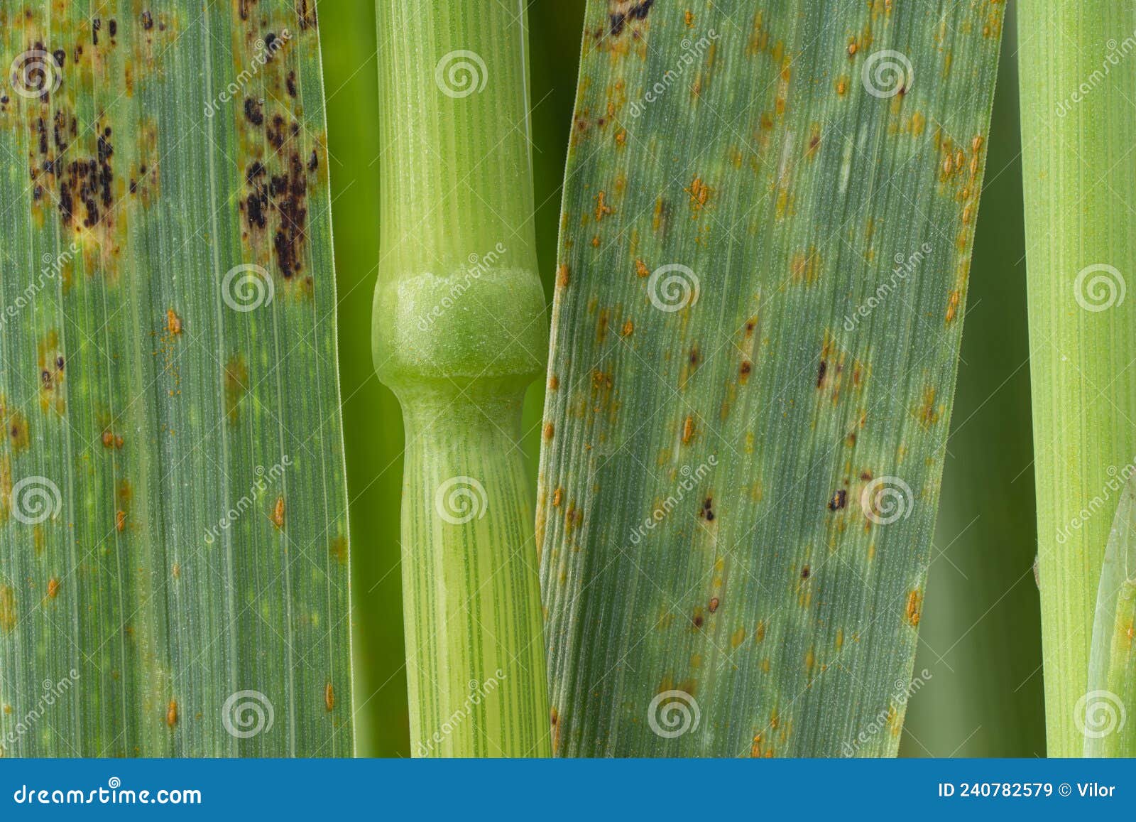 Wheat leaf rust stock image. Image of disease, closeup - 240782579