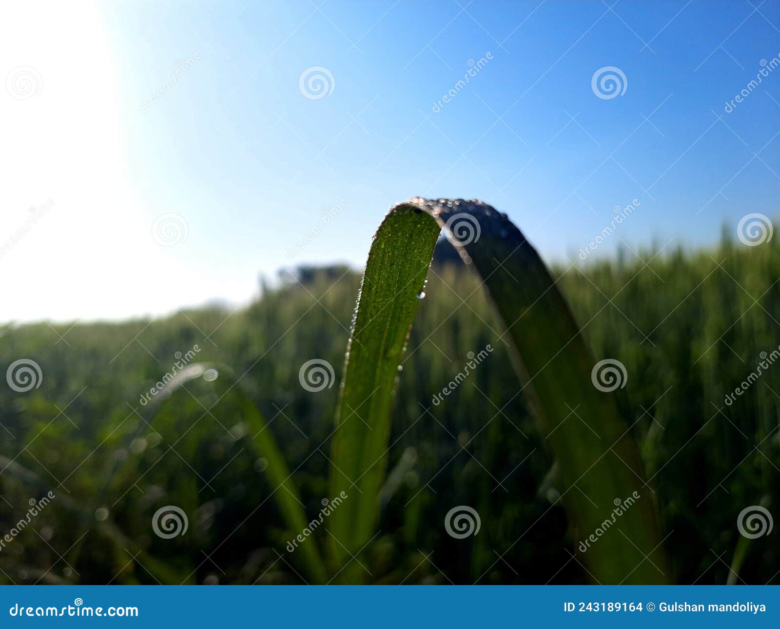 Wheat Leaves and Guttation Processes Stock Photo - Image of lawn ...