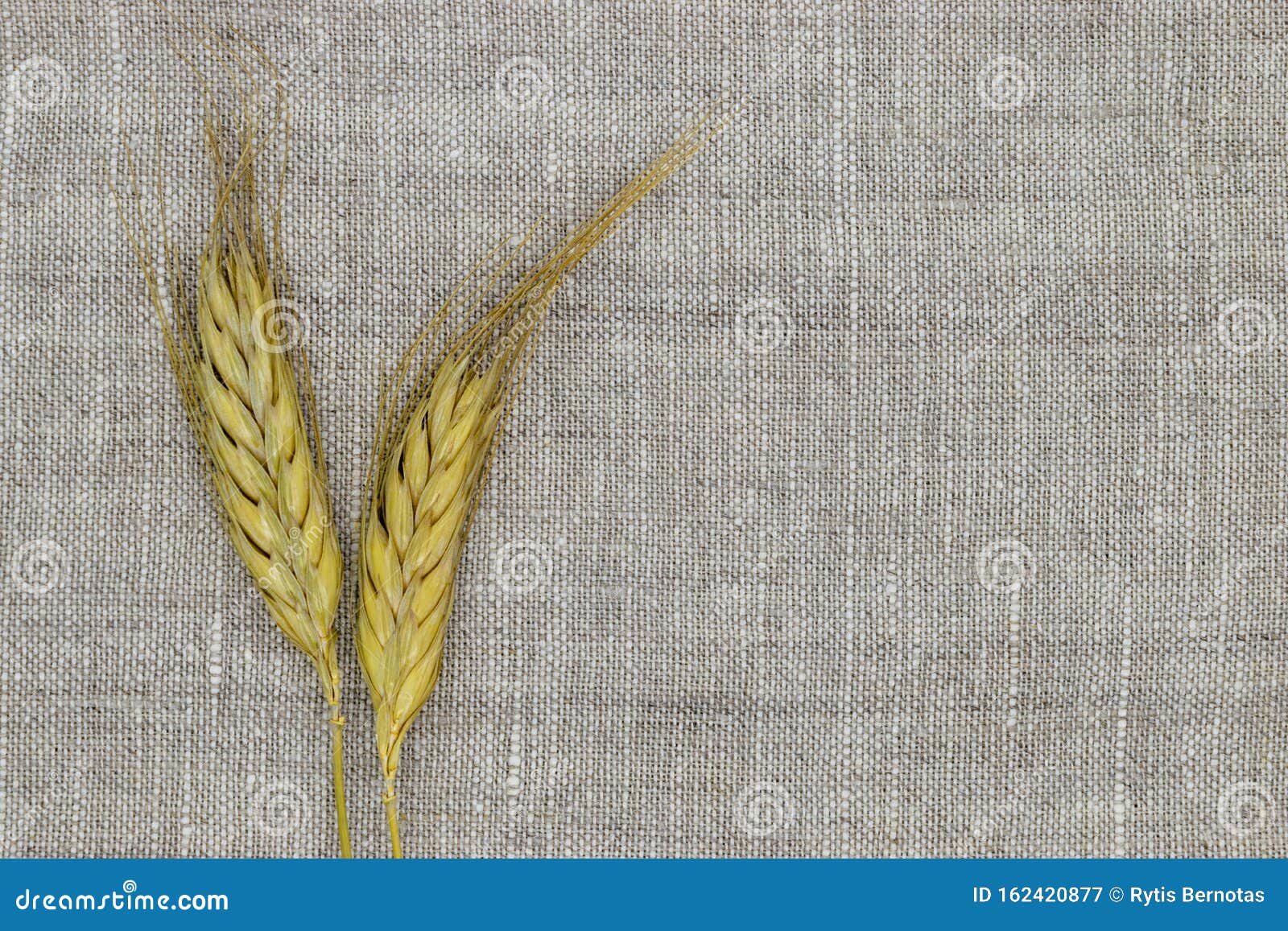Wheat on linen canvas stock image. Image of pattern - 162420877