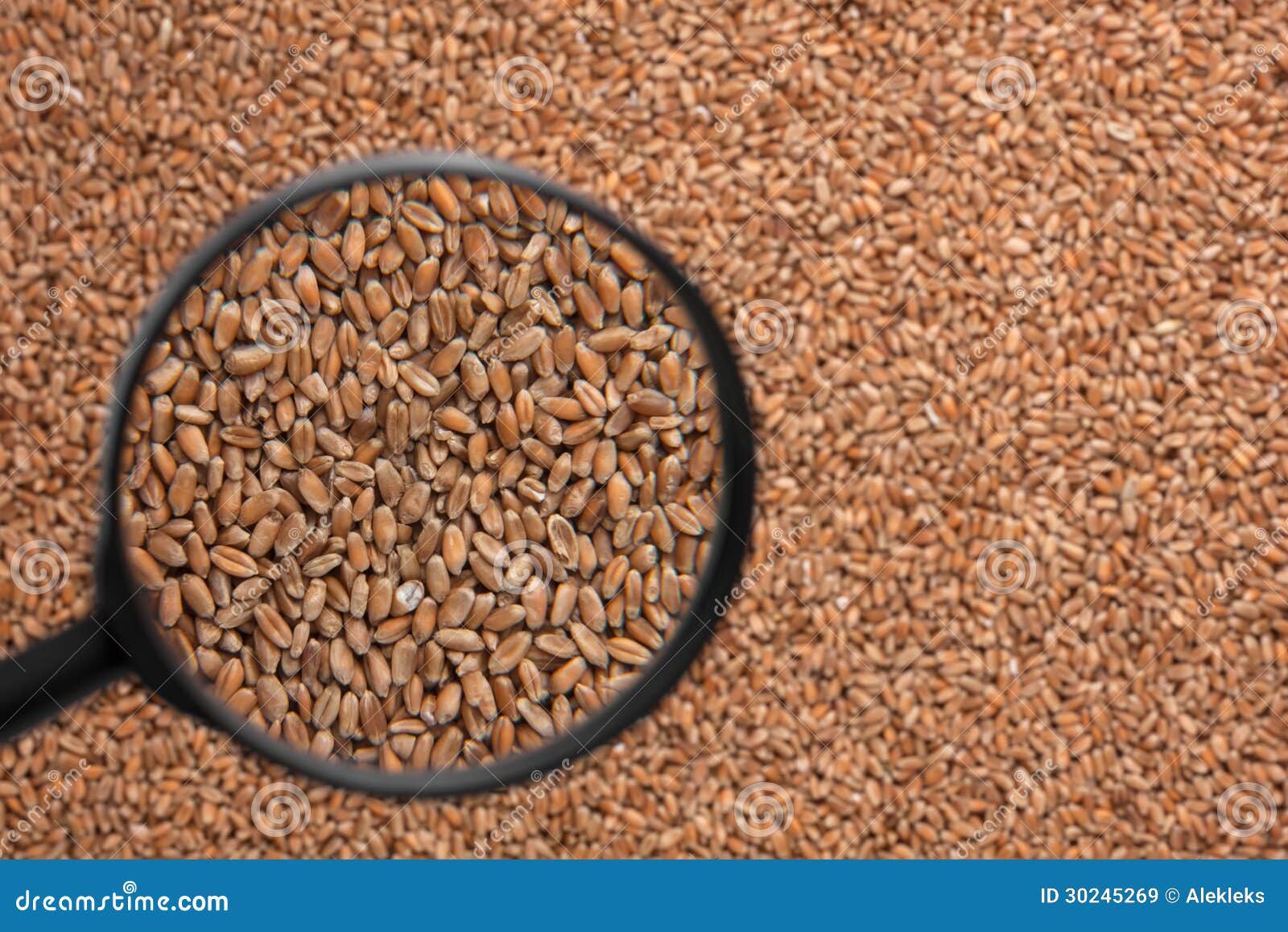 Wheat with a Magnifying Glass Stock Image - Image of healthy ...