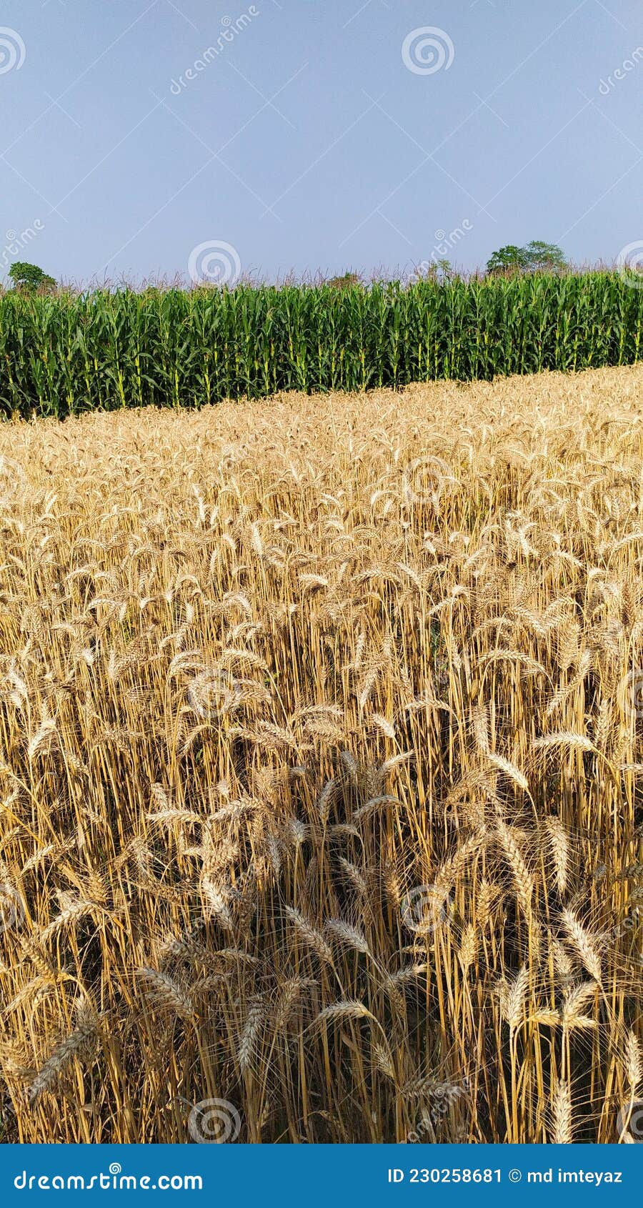 Wheat and maize stock image. Image of maize, nature - 230258681