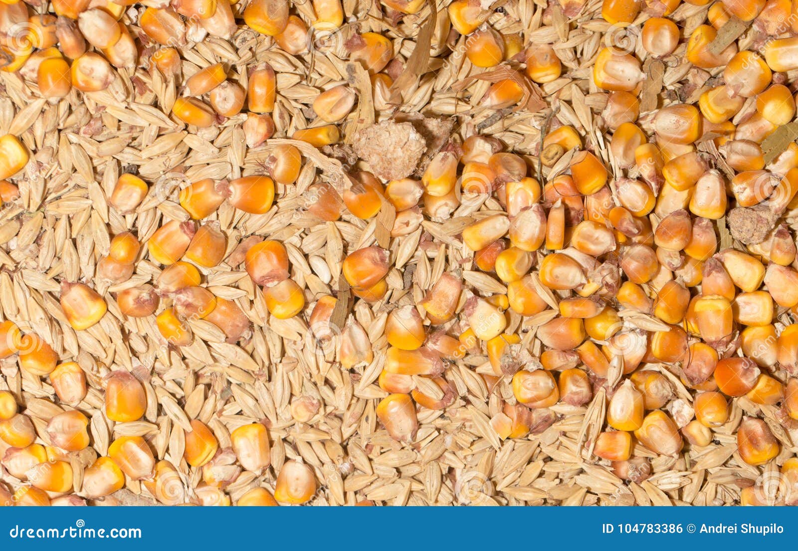 Wheat and maize stock photo. Image of kernel, biofuel - 104783386