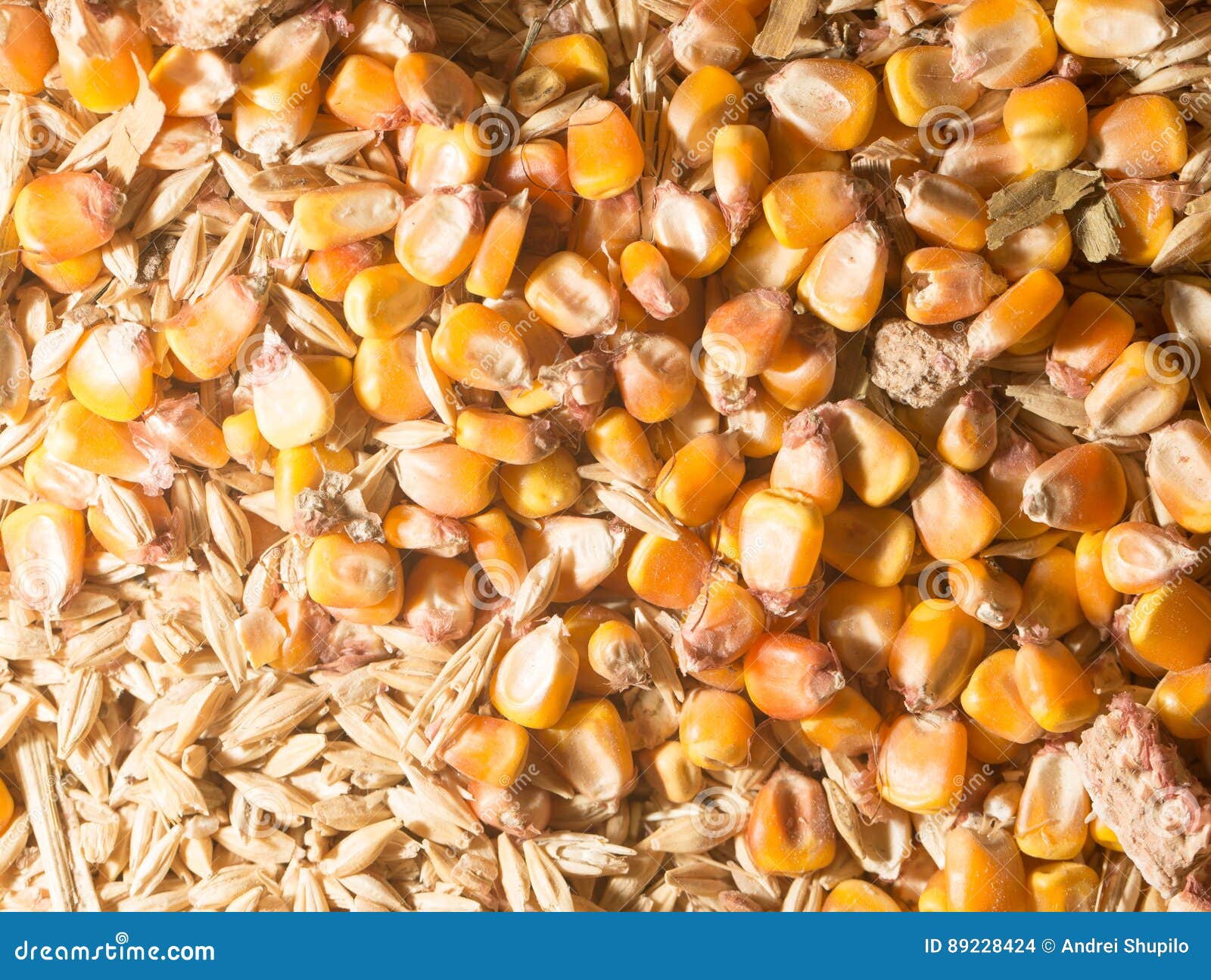 Wheat and maize stock photo. Image of biofuel, isolated - 89228424