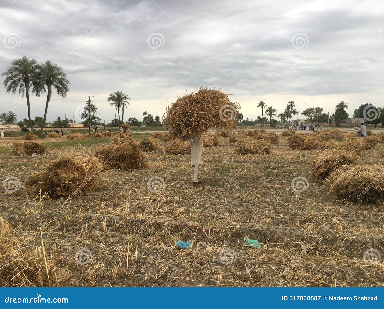 Wheat Man Working in Punjab Stock Image - Image of life, vlog: 317038587