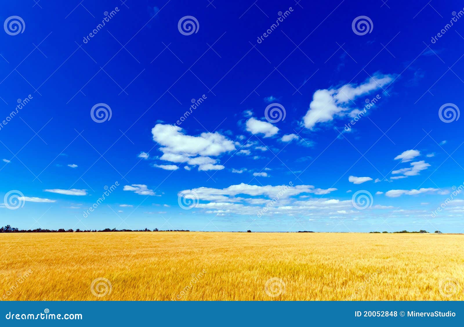 Wheat meadow stock photo. Image of wheat, clear, simple - 20052848
