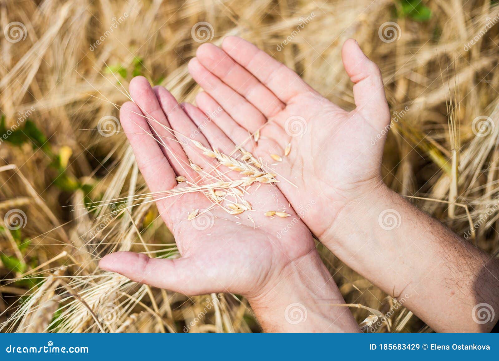 Wheat in the men hands stock image. Image of nature - 185683429