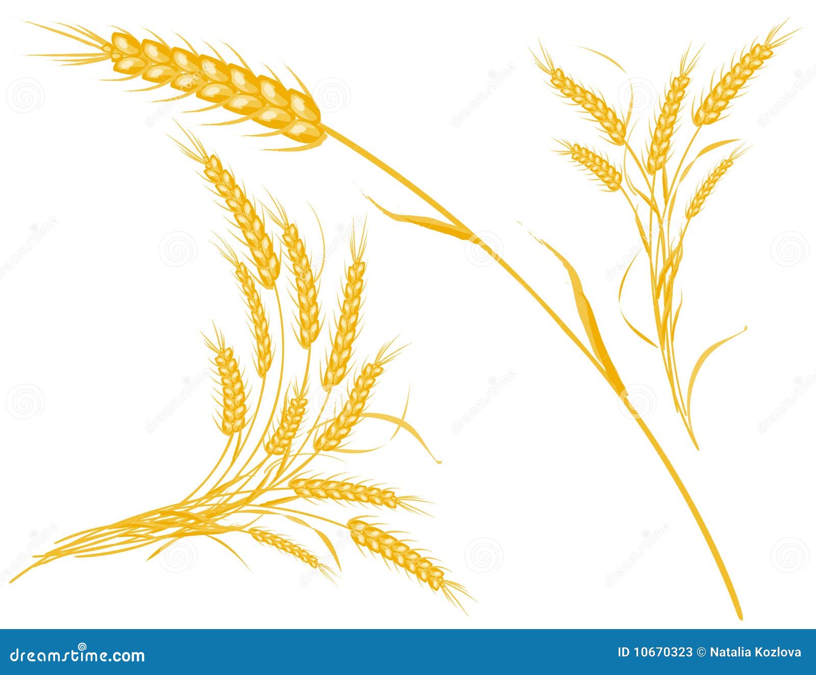 Wheat, model with EPS file stock vector. Illustration of agriculture ...
