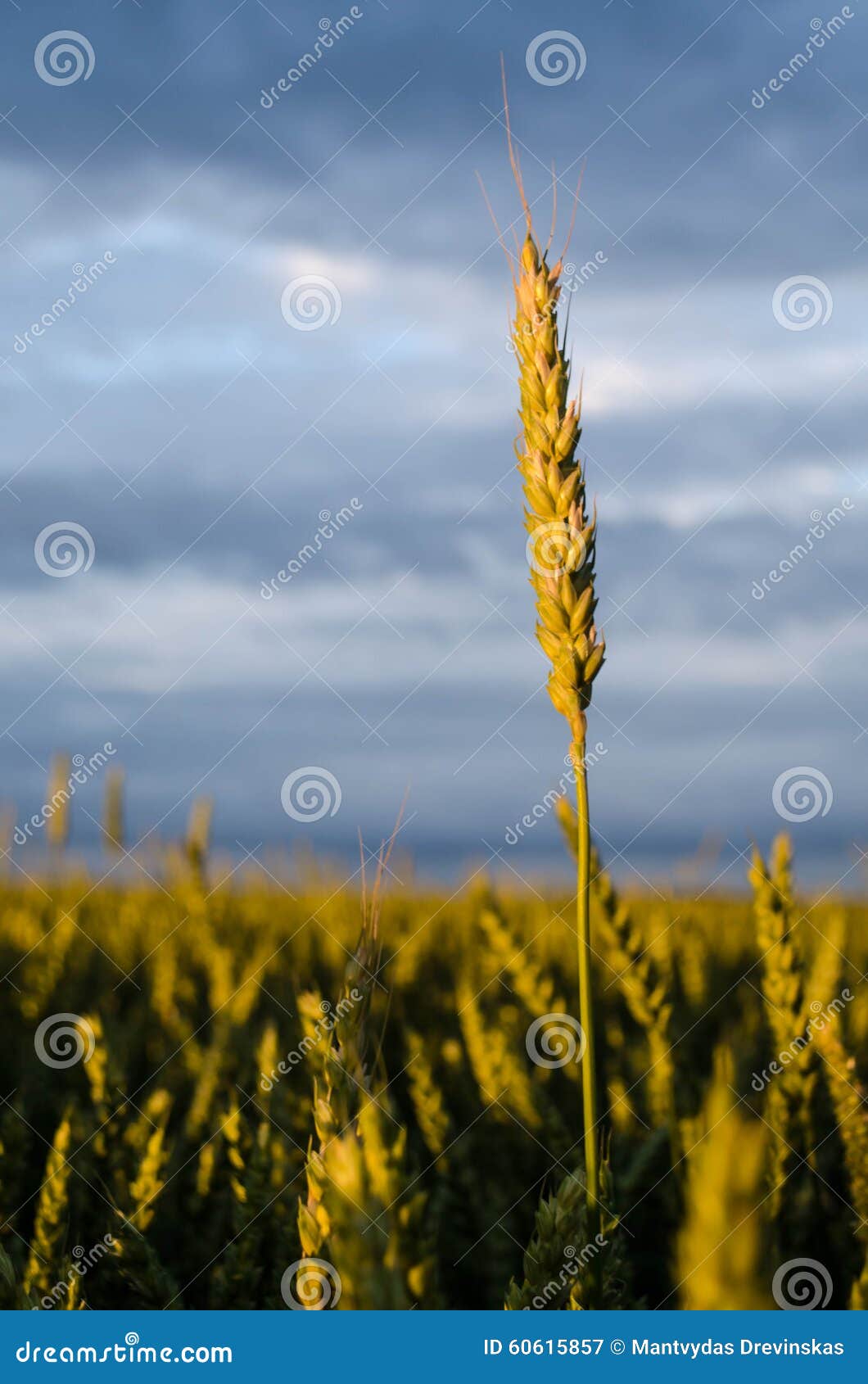 Wheat stock image. Image of ecological, grain, ecology - 60615857