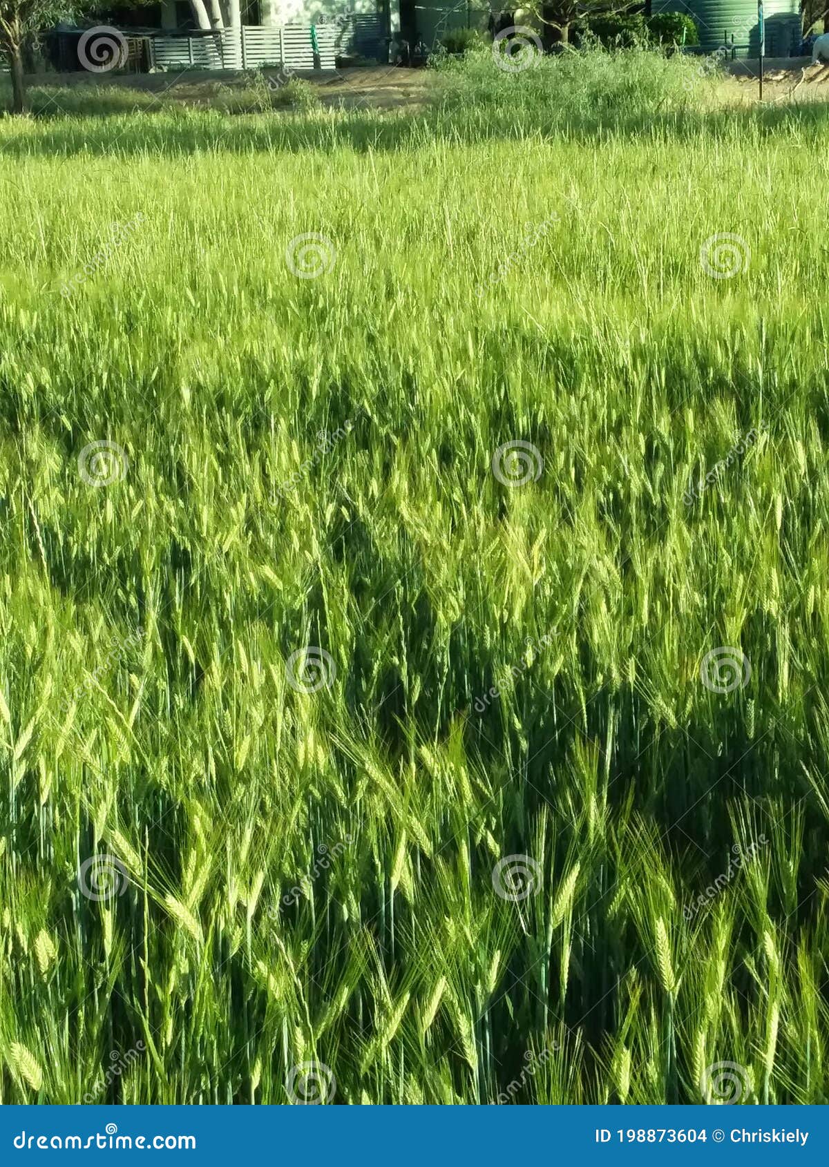 Wheat in the paddock stock photo. Image of thriving - 198873604