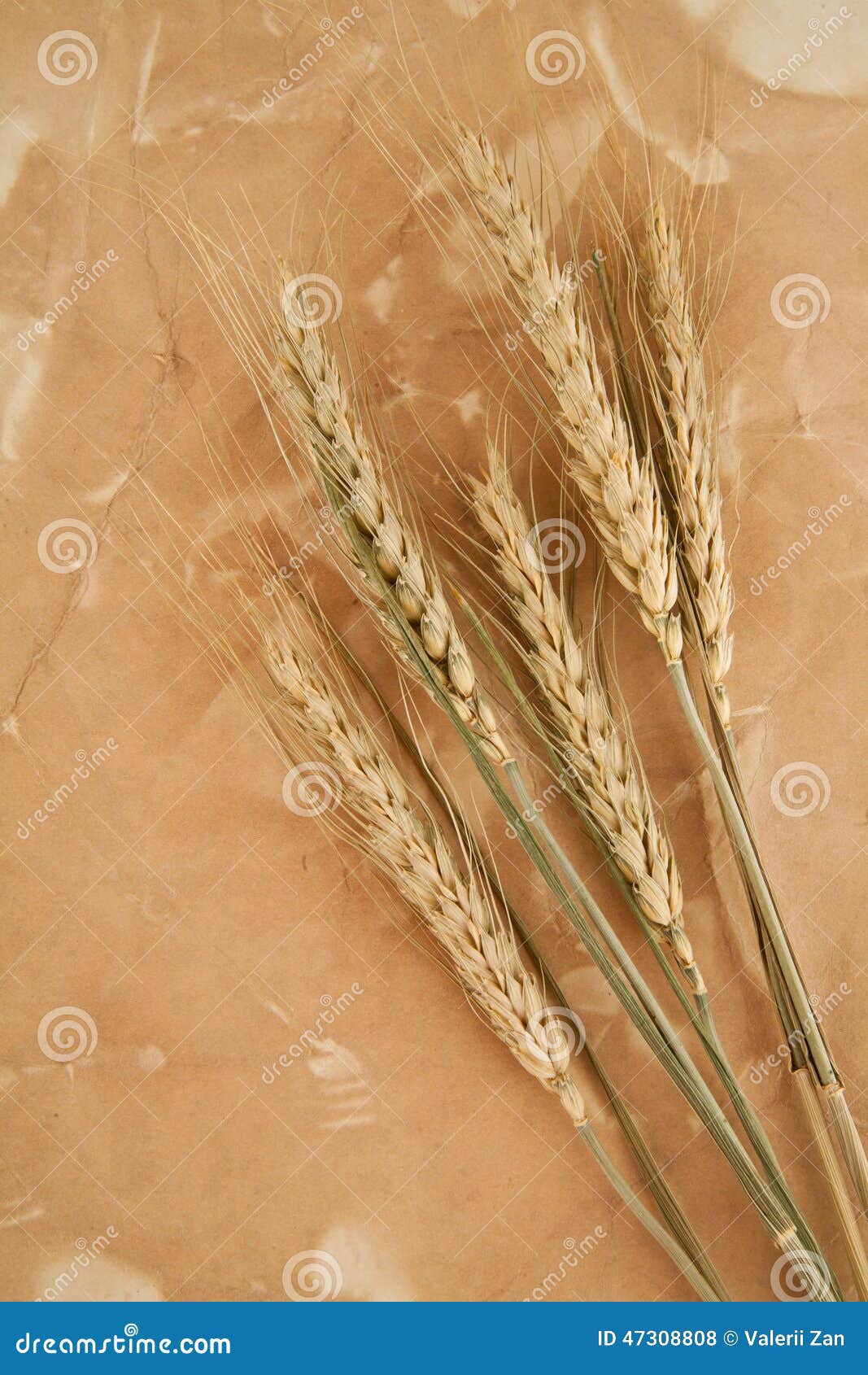 Wheat stock photo. Image of barley, paper, agricultural - 47308808