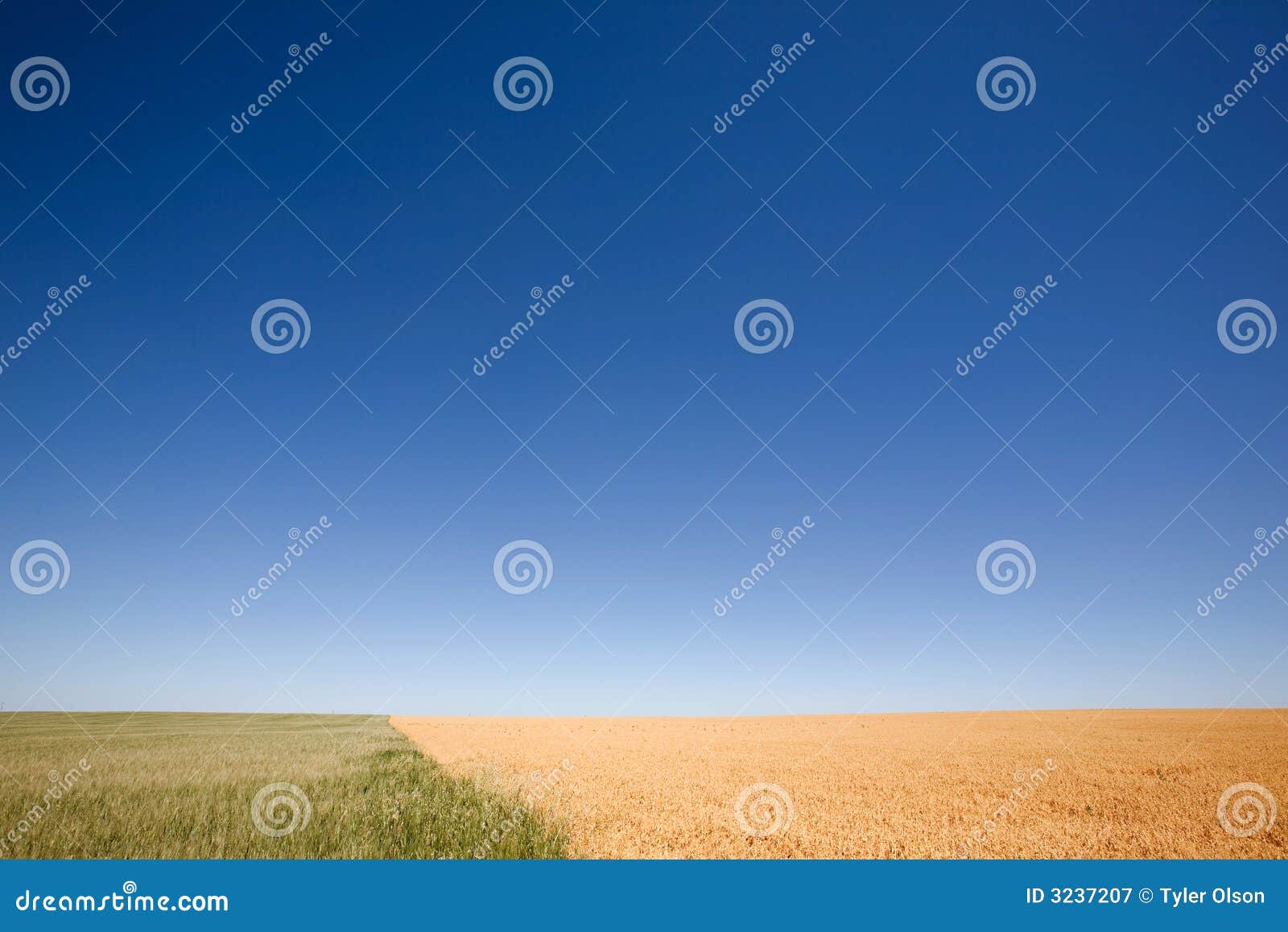 Wheat and Peas Contrast stock image. Image of farming - 3237207