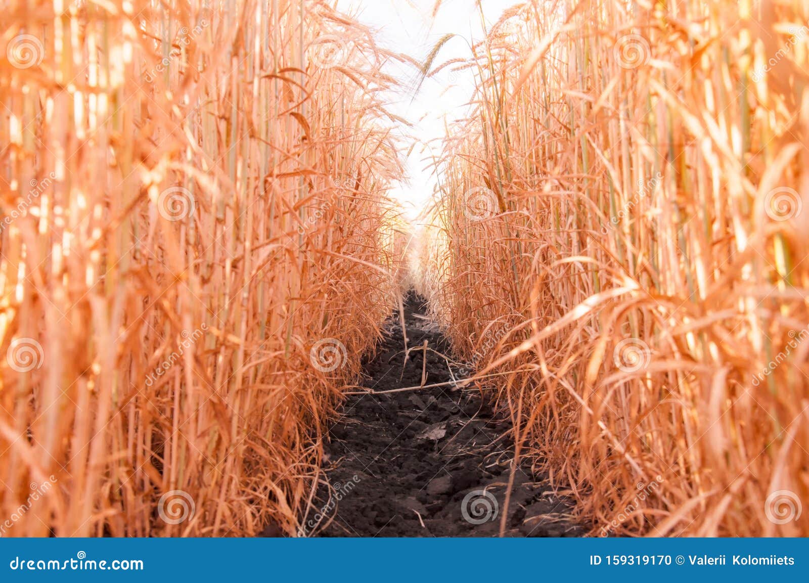 Wheat Photographed from Ground Level between Rows. Stock Photo - Image ...