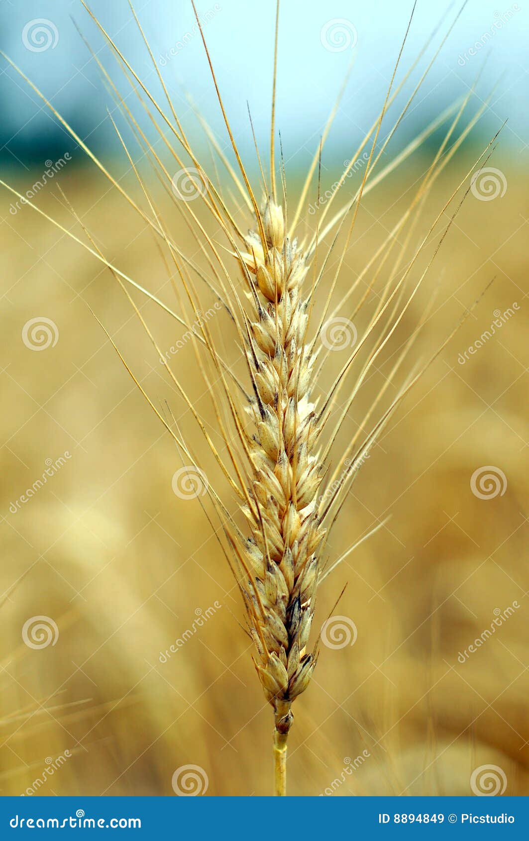 Wheat plant stock image. Image of plant, outdoors, meal - 8894849