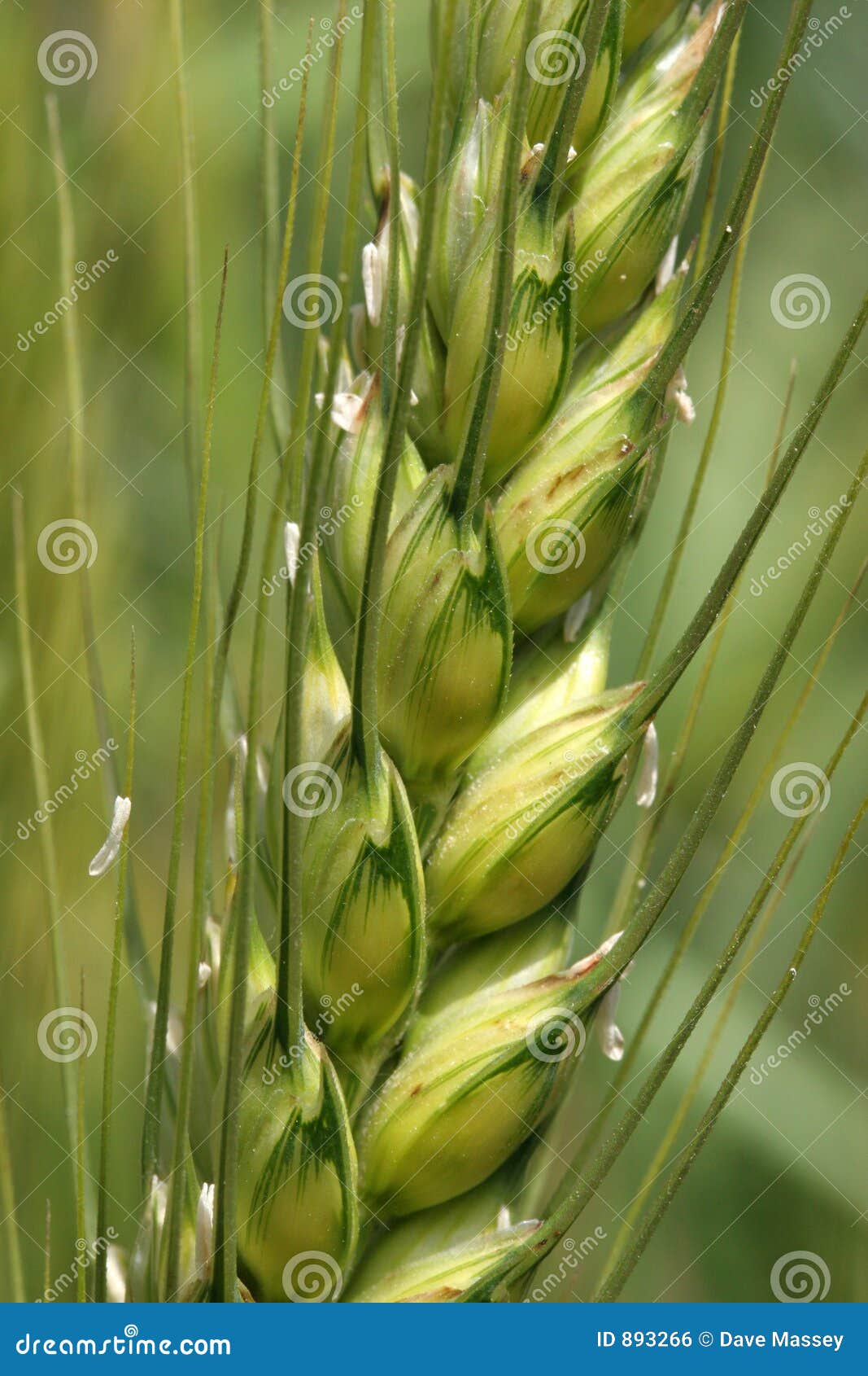 Wheat Plant Close up stock photo. Image of breakfast, grains - 893266