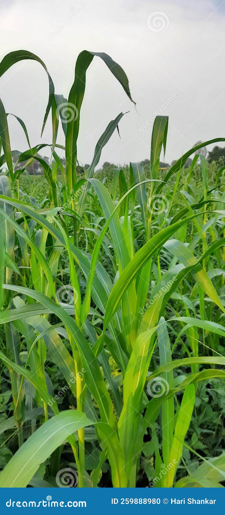 Wheat plant field stock photo. Image of field, food - 259888980