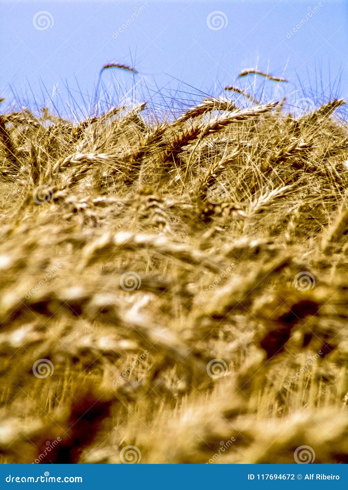 Wheat plant in field stock photo. Image of brazil, field - 117694672
