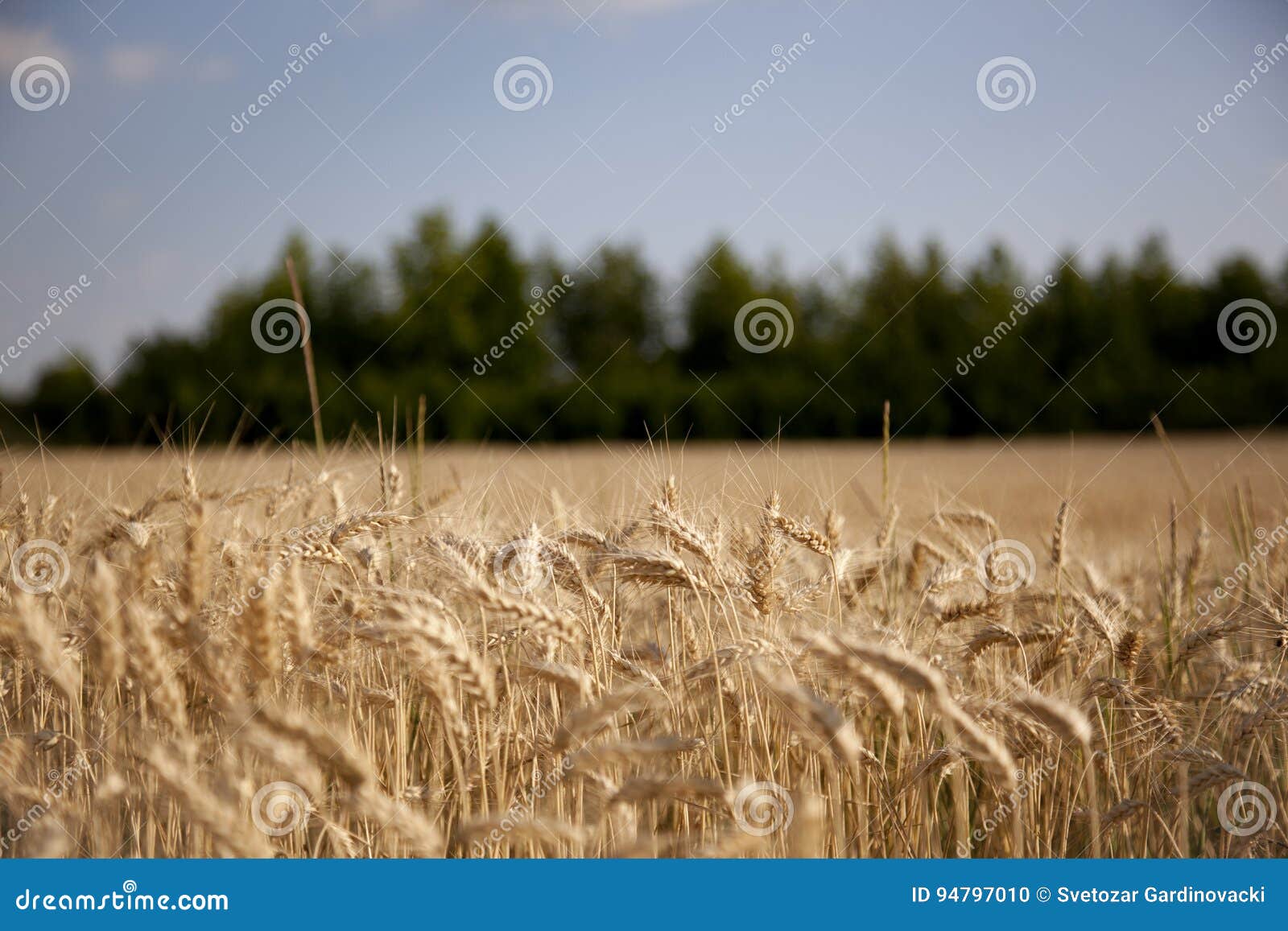 Wheat plant stock photo. Image of flour, farmland, food - 94797010