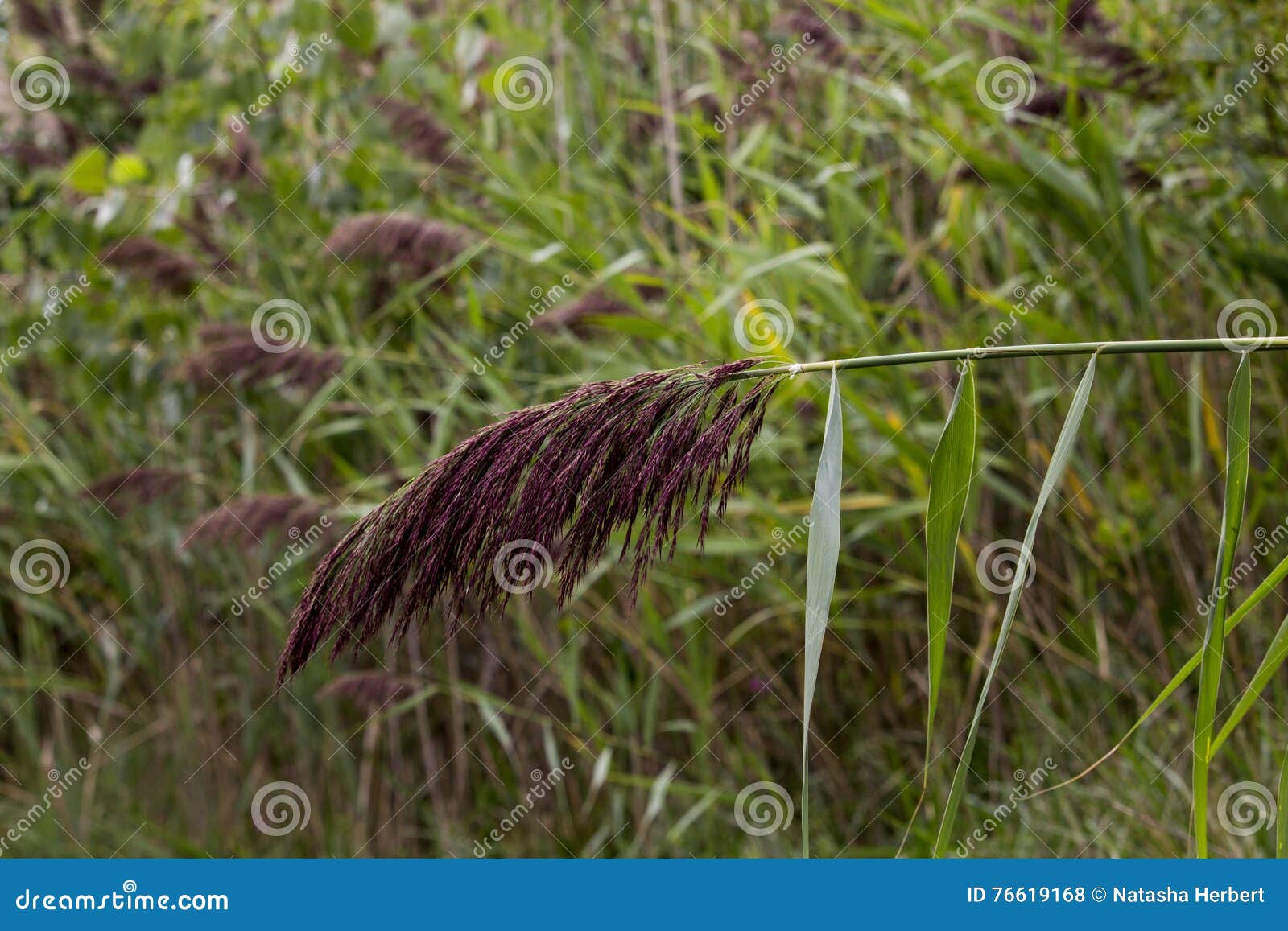 Wheat Plant stock photo. Image of clouds, peaceful, tree - 76619168