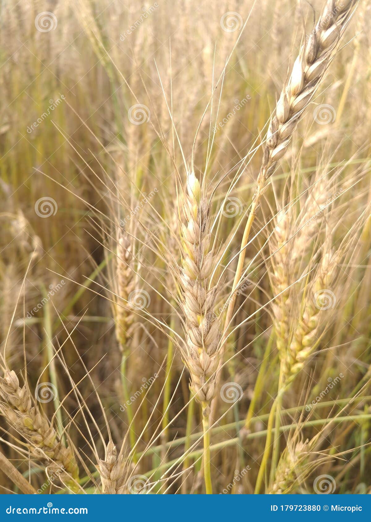 Wheat Plant Grains Flour Natural Stock Photo - Image of natural, plant ...