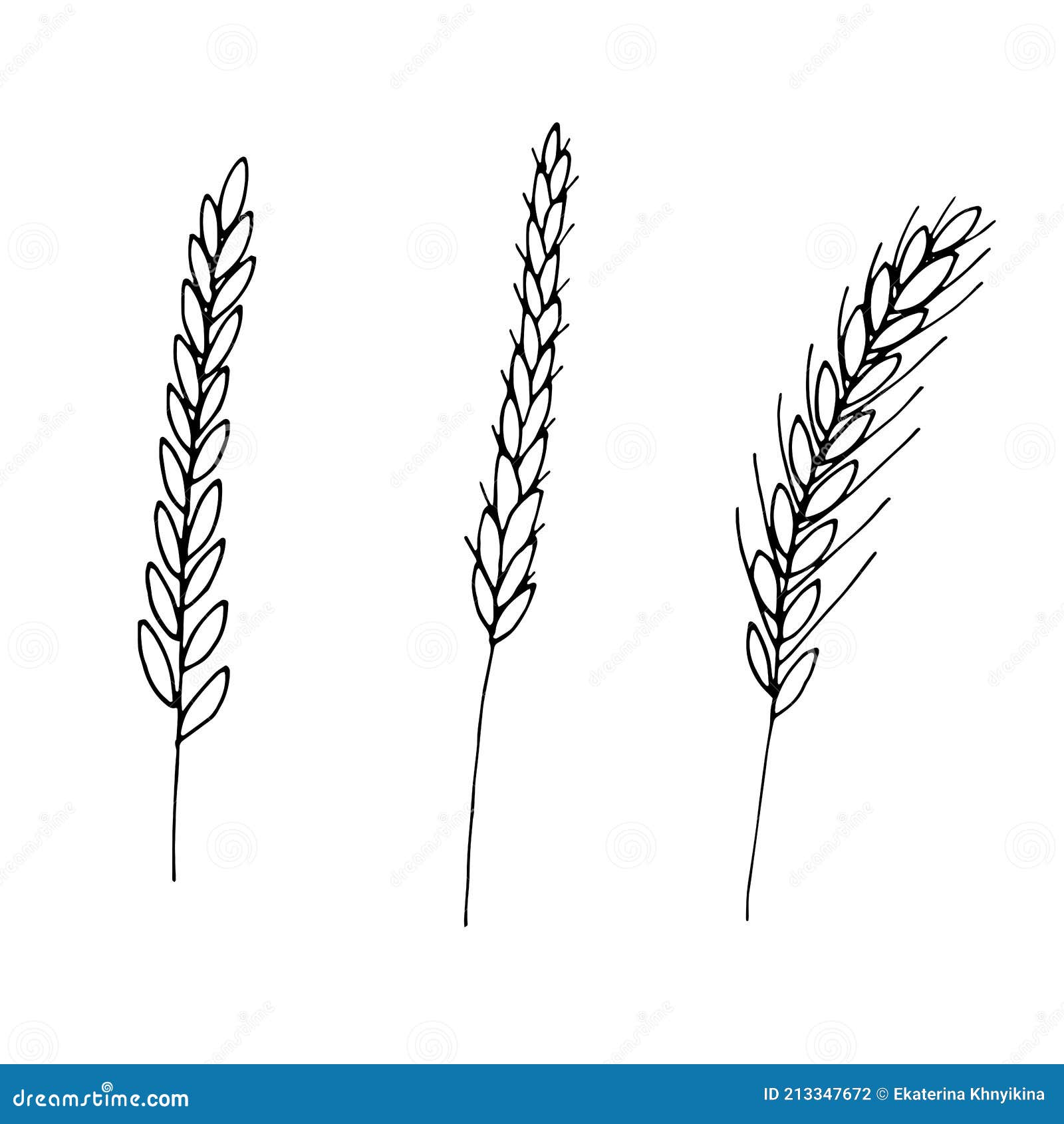 Wheat Plant Spikelets, Vector Doodle Illustration, Hand Drawing, Sketch ...