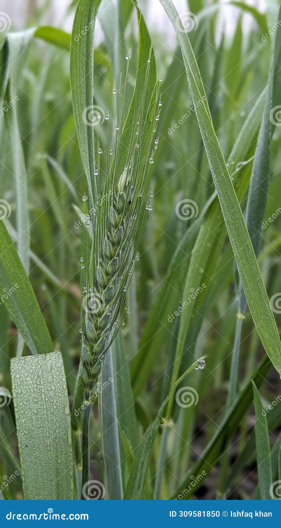 Wheat Plant with Water Drops at Summer Days Stock Photo - Image of ...