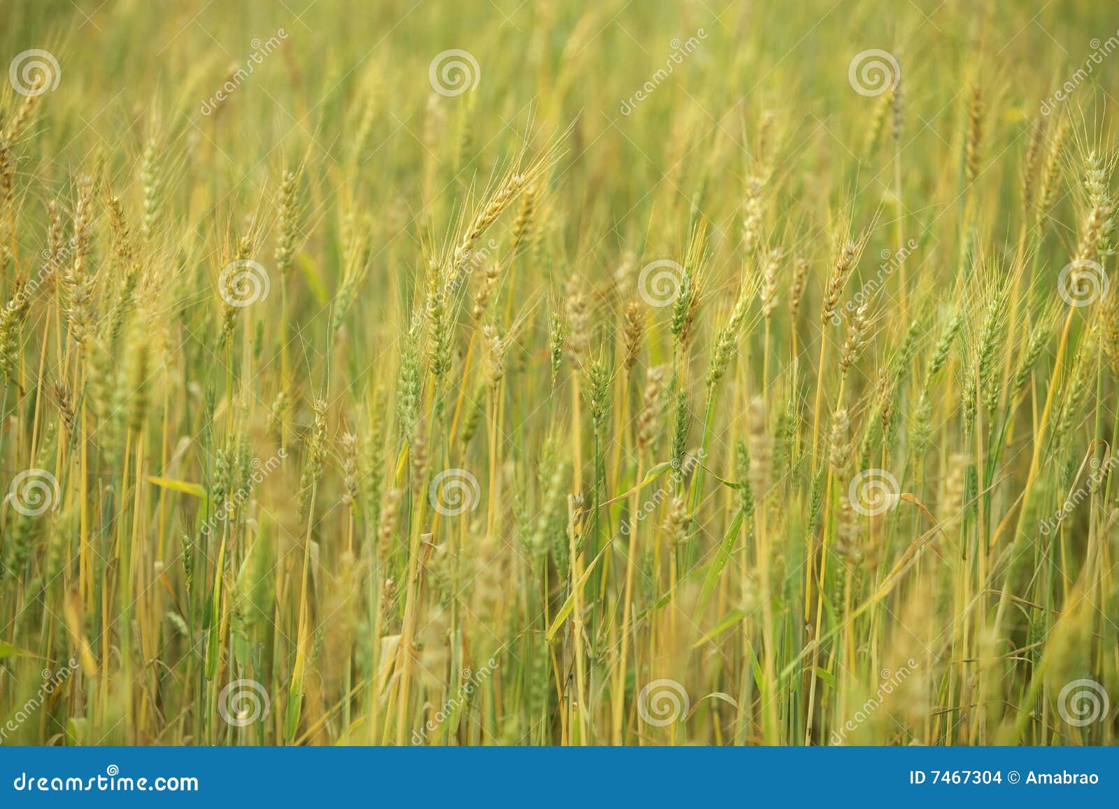 Wheat plantation stock photo. Image of meadow, grain, harvest - 7467304