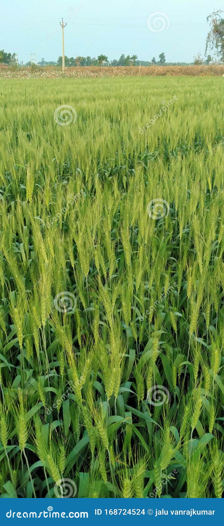 Wheat planted in the field stock photo. Image of wheat - 168724524