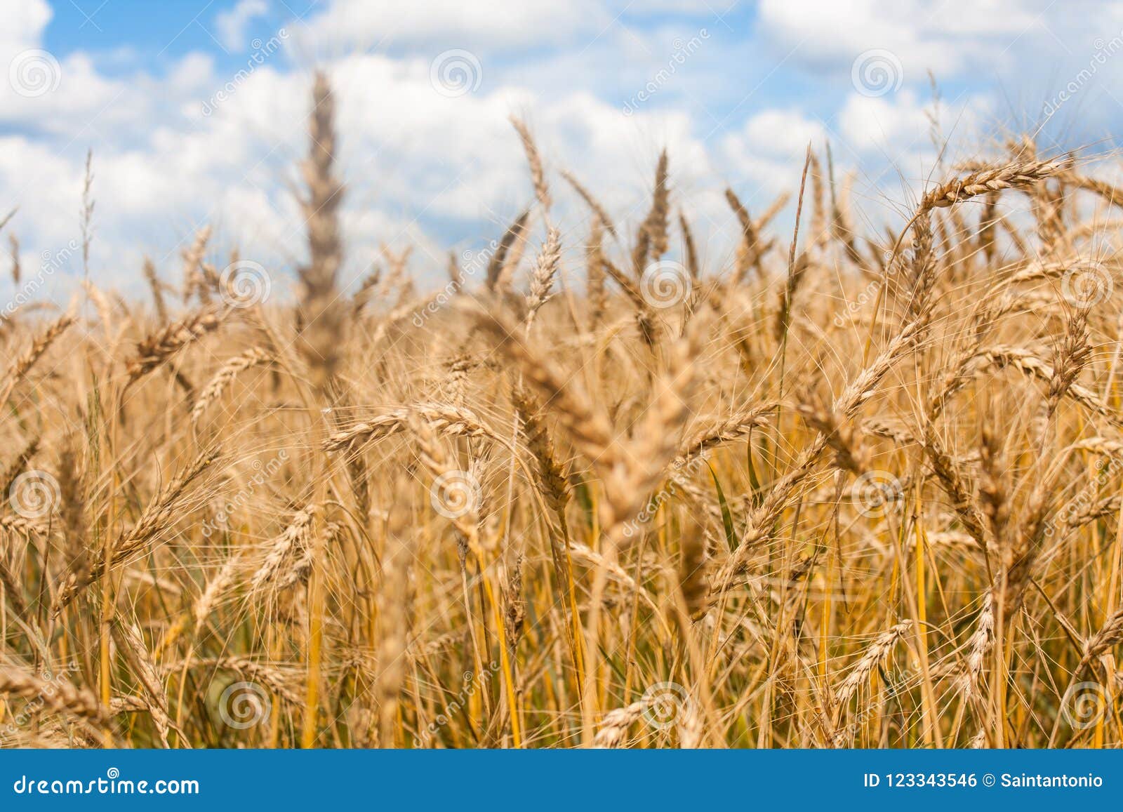 Wheat Plants Close Up, Wheat Herbs Growing in the Field Stock Photo ...
