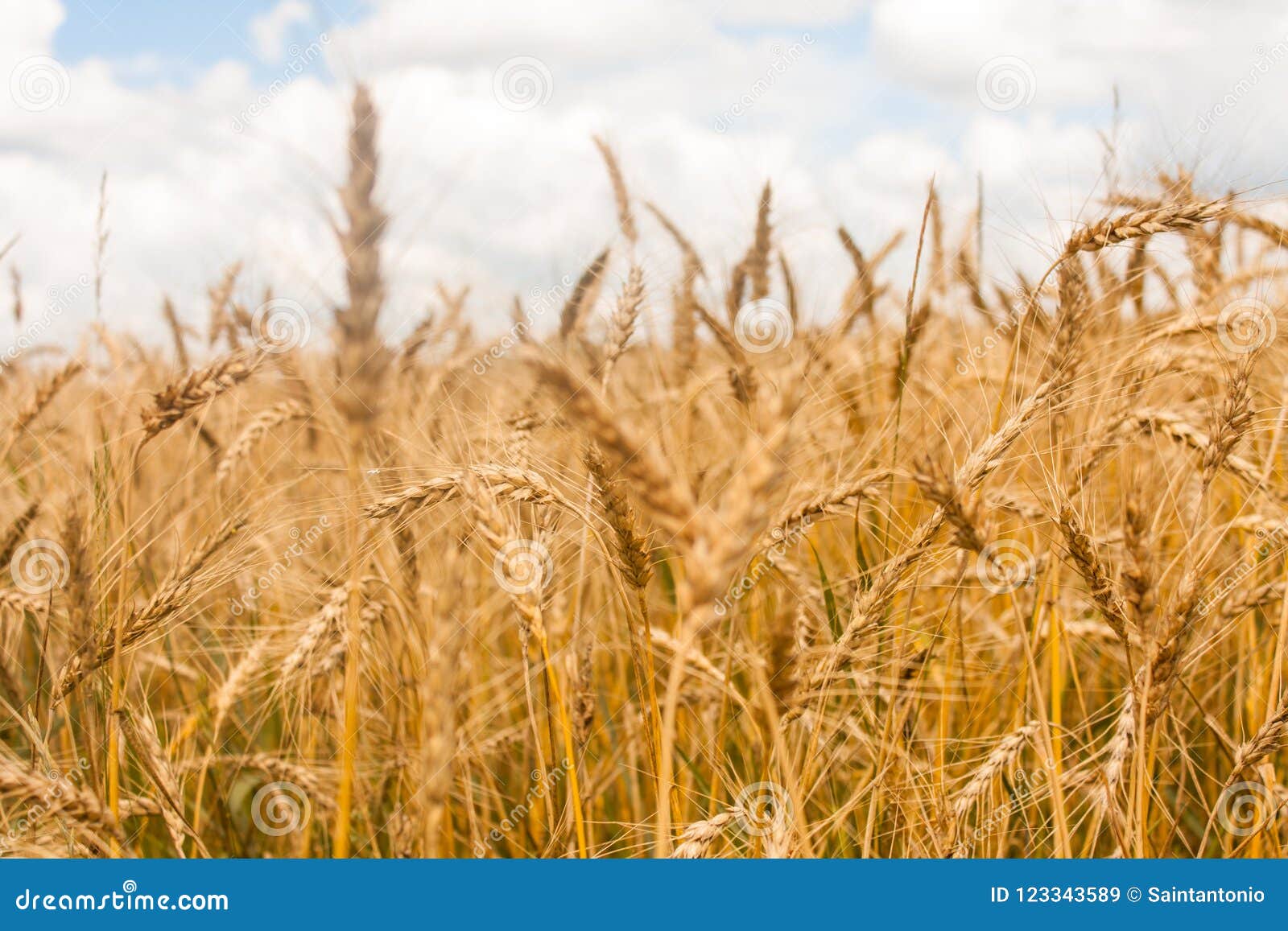 Wheat Plants Close Up, Wheat Herbs Growing in the Field Stock Image ...