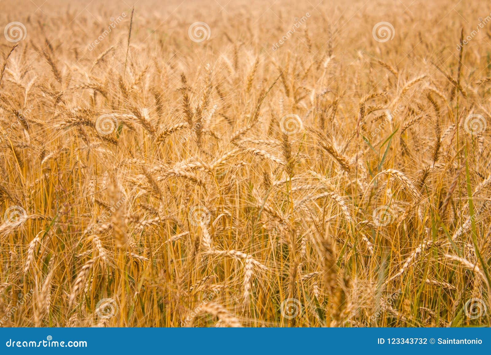 Wheat Plants Close Up, Wheat Herbs Growing in the Field Stock Photo ...