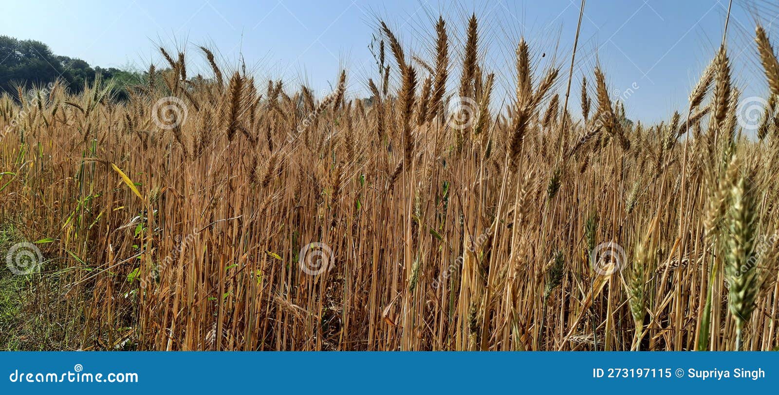 Wheat Plants in Wheat Farm Village View Stock Image - Image of brown ...