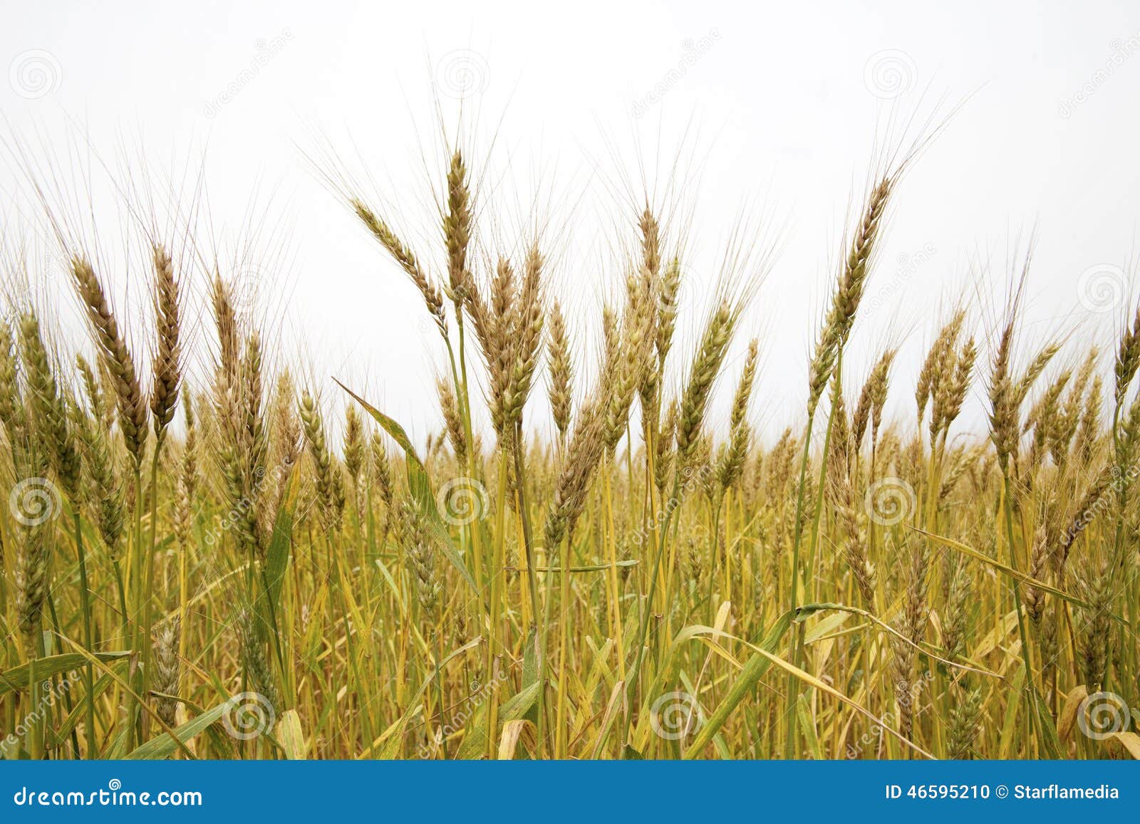 Wheat Plants stock photo. Image of agriculture, organic - 46595210