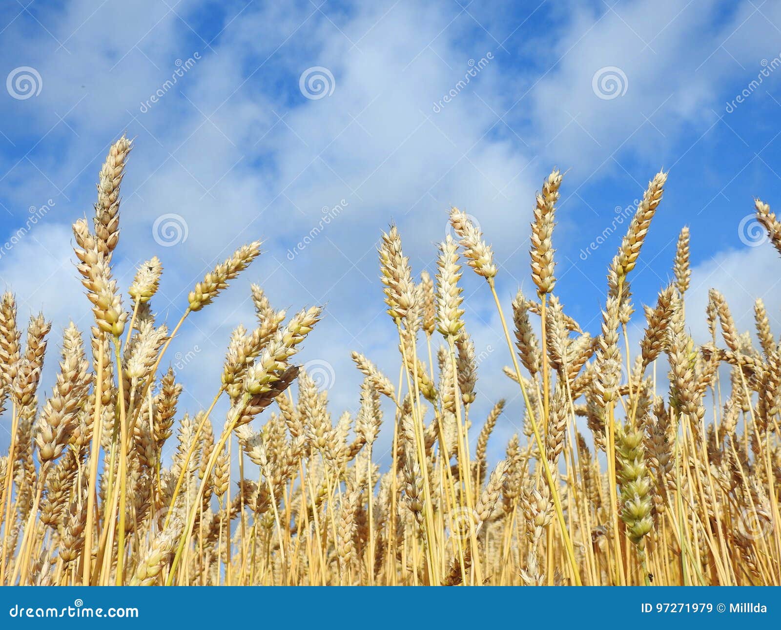 Wheat plants field stock image. Image of clouds, food - 97271979
