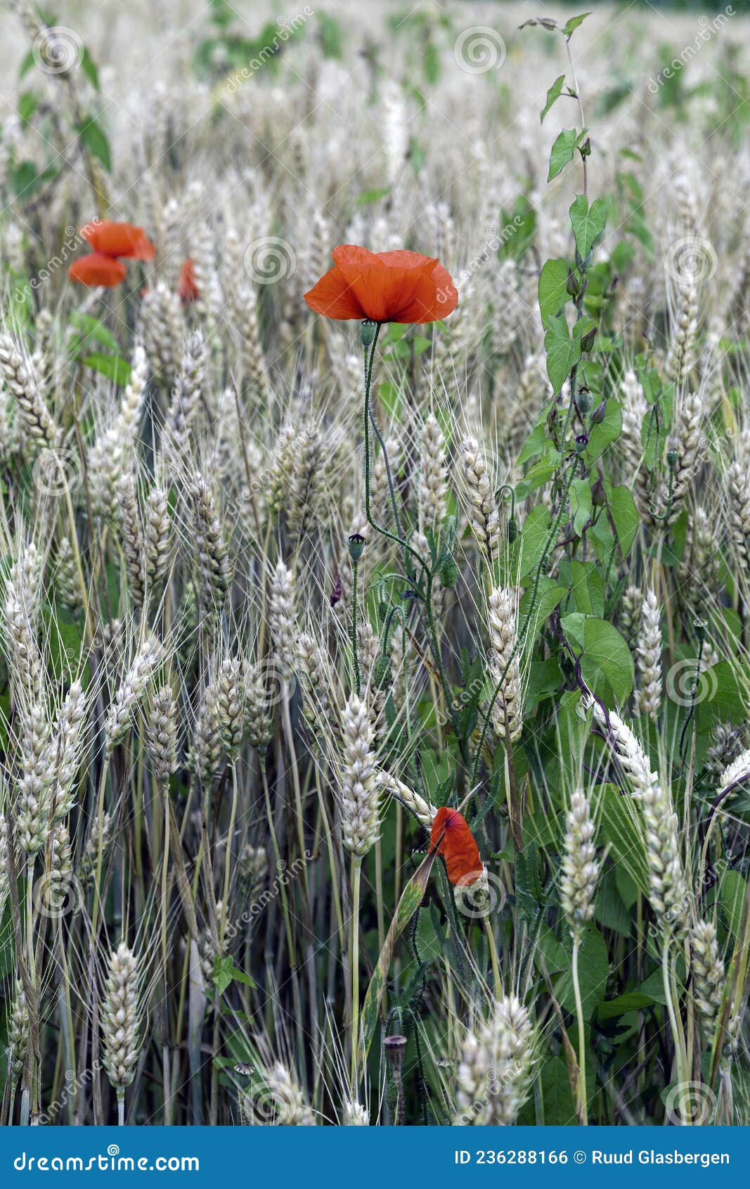 Wheat with Poppy is a Common Combination within Ecological Agriculture ...