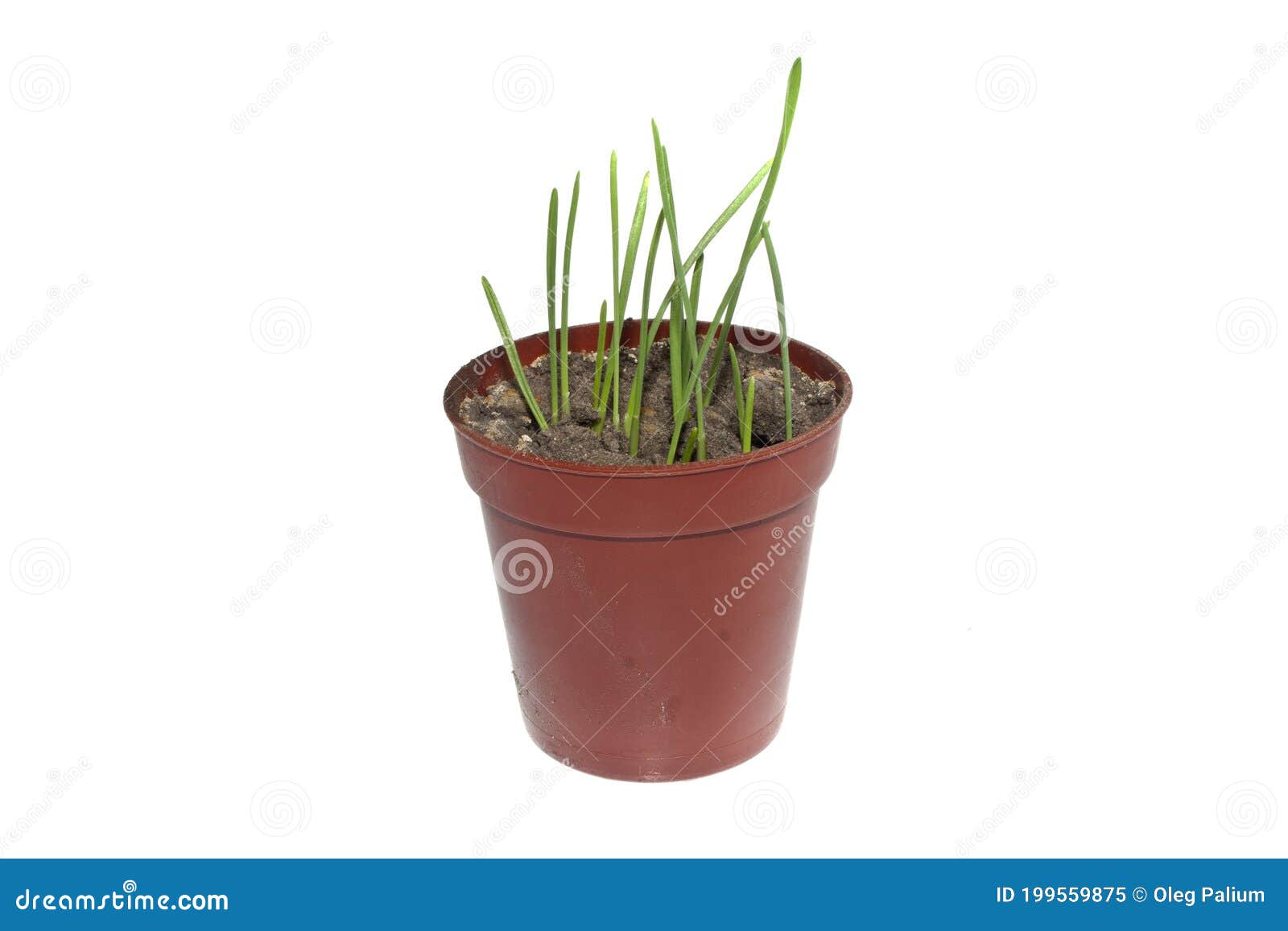 Wheat in a Pot Isolated on White Background Stock Image - Image of ...