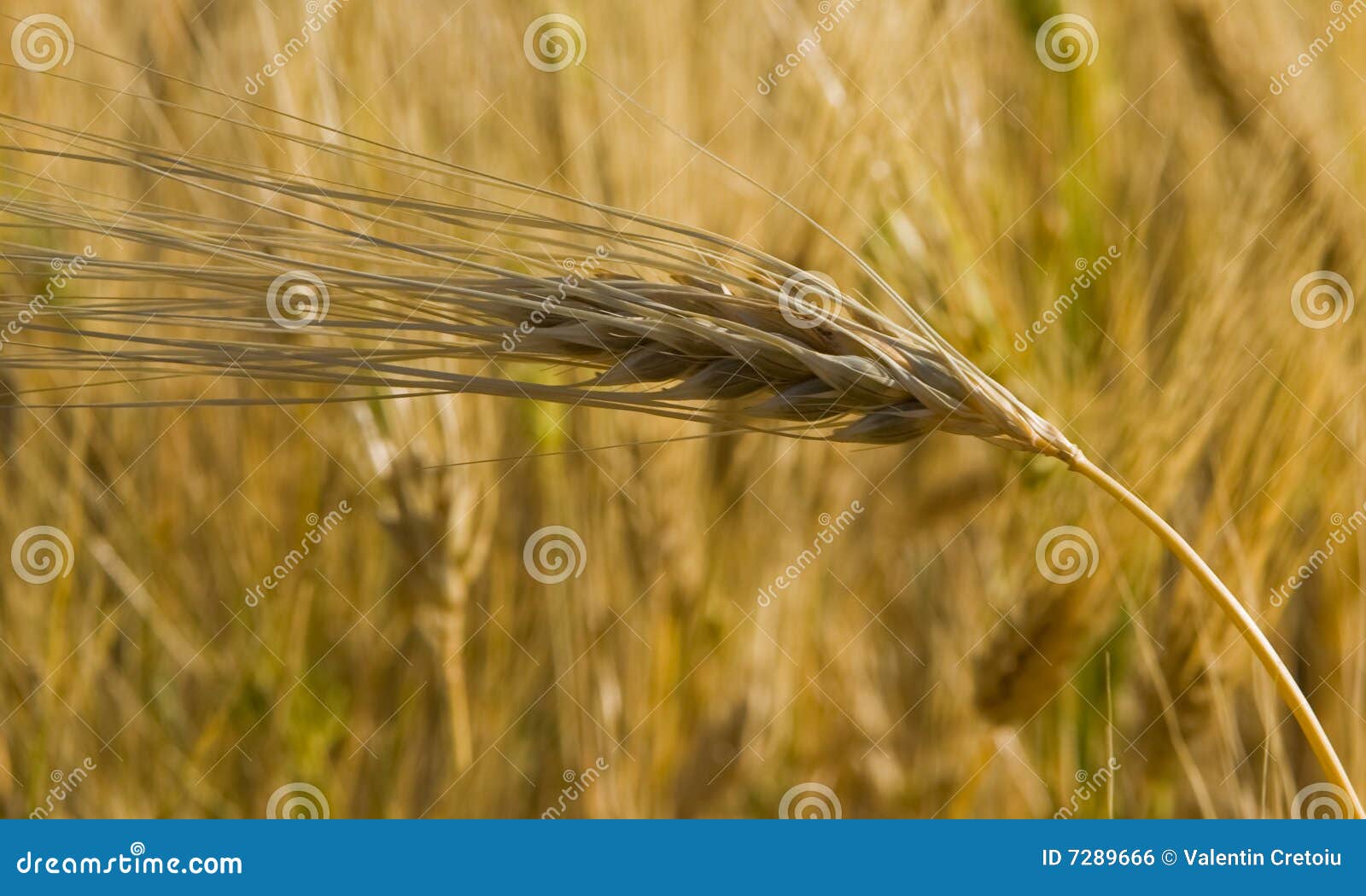 Wheat - Pure Gold stock photo. Image of gold, prosperity - 7289666