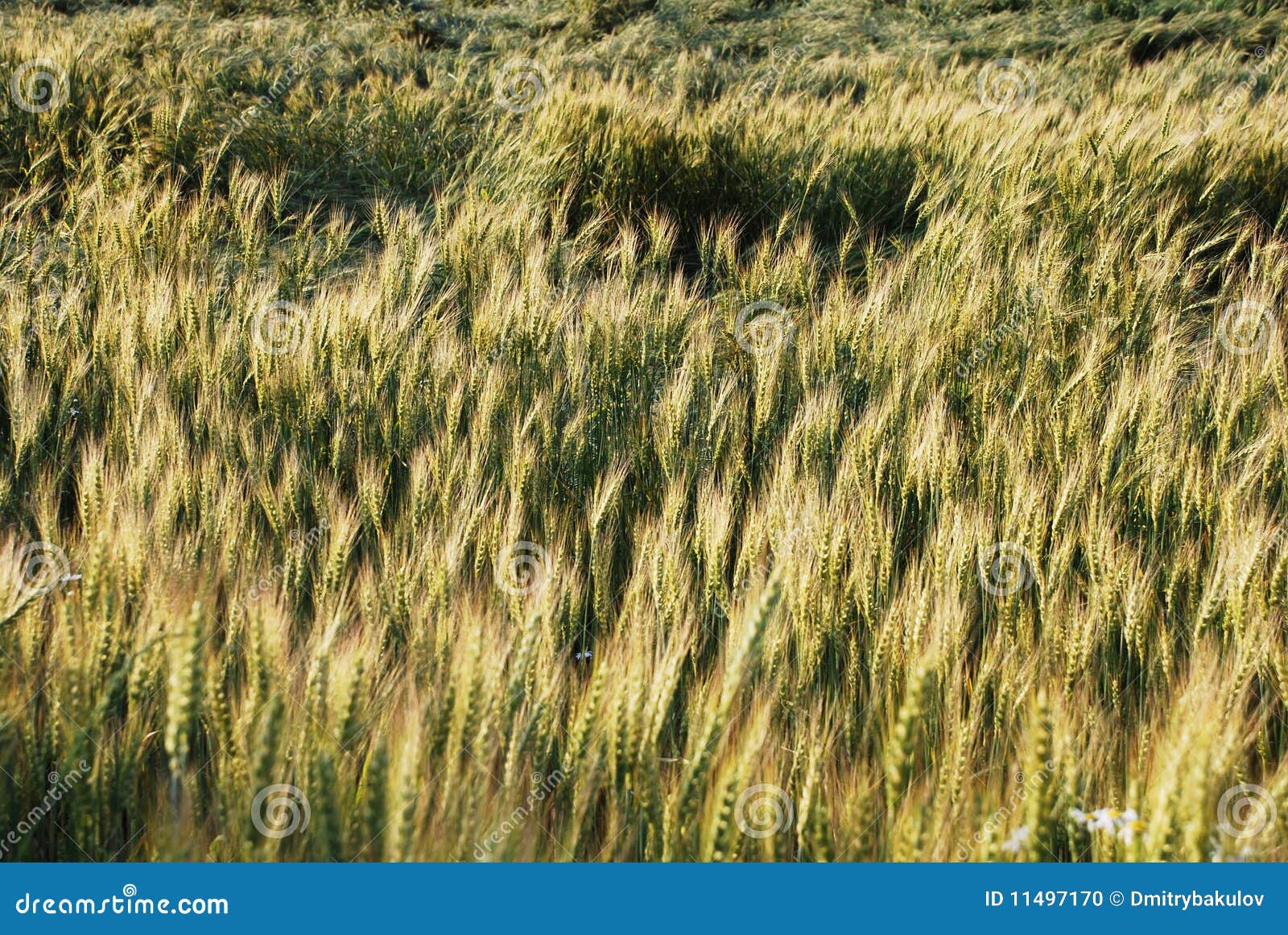 Wheat after a rain stock photo. Image of field, wheat - 11497170