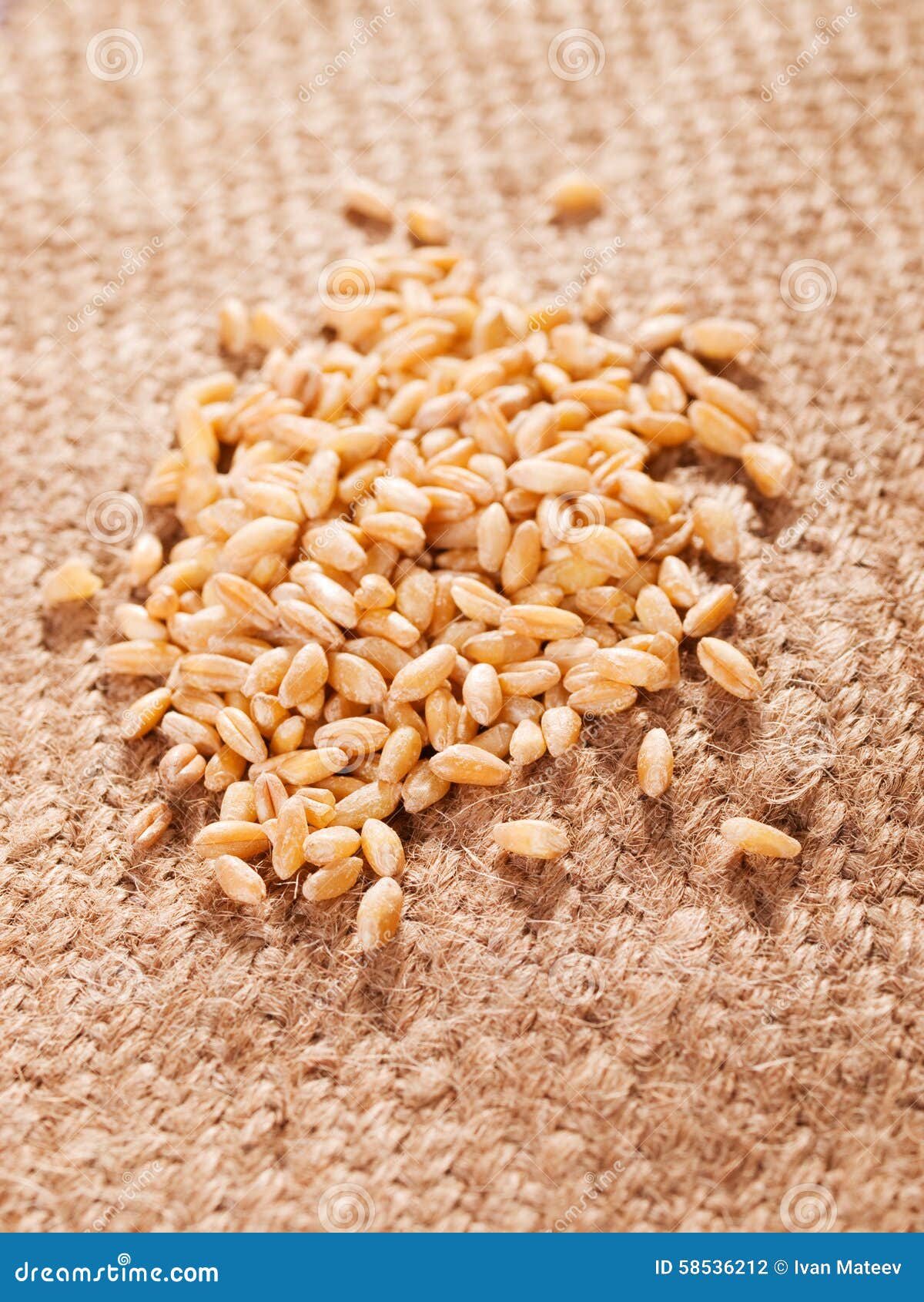 Wheat stock photo. Image of 1000010947, vibrant, bright - 58536212