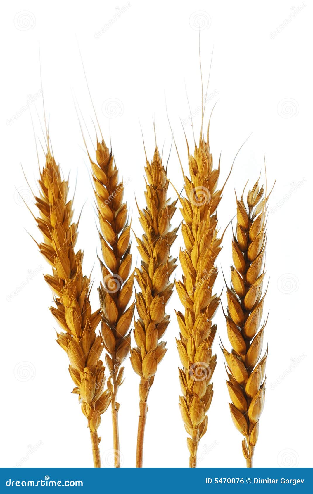Wheat ready for harwest stock photo. Image of kernel, cereal - 5470076