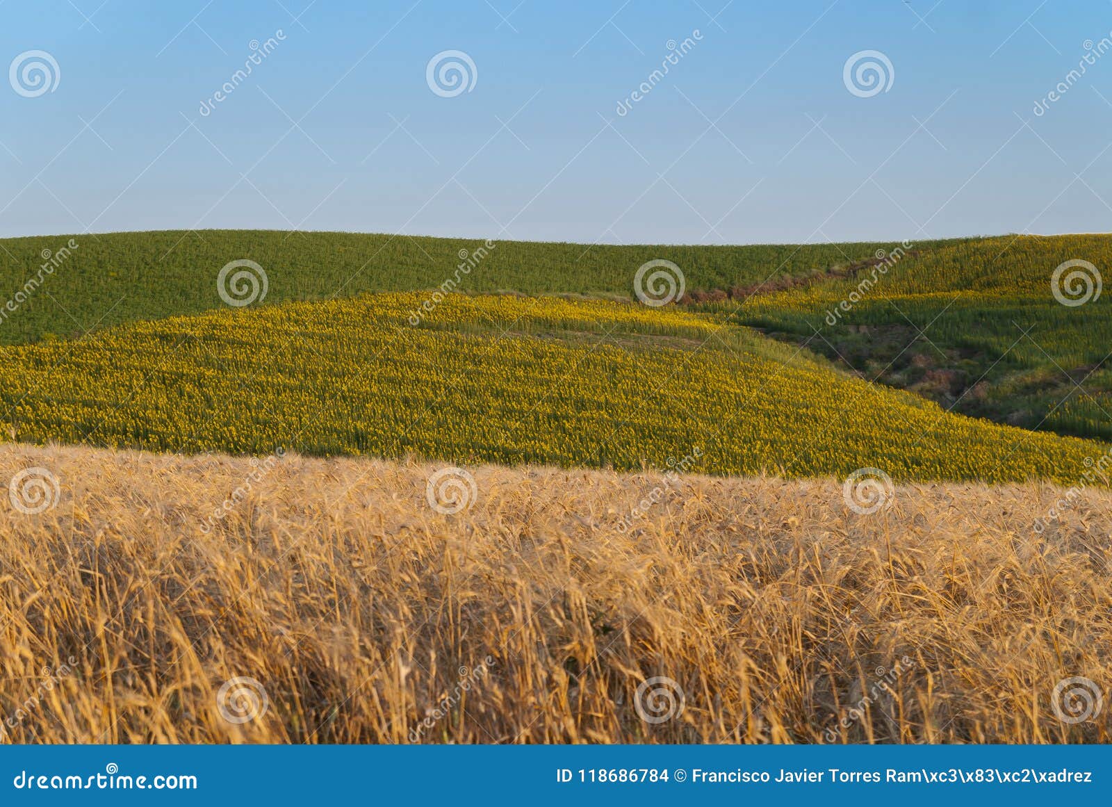 Wheat ready to harvest stock photo. Image of harvest - 118686784