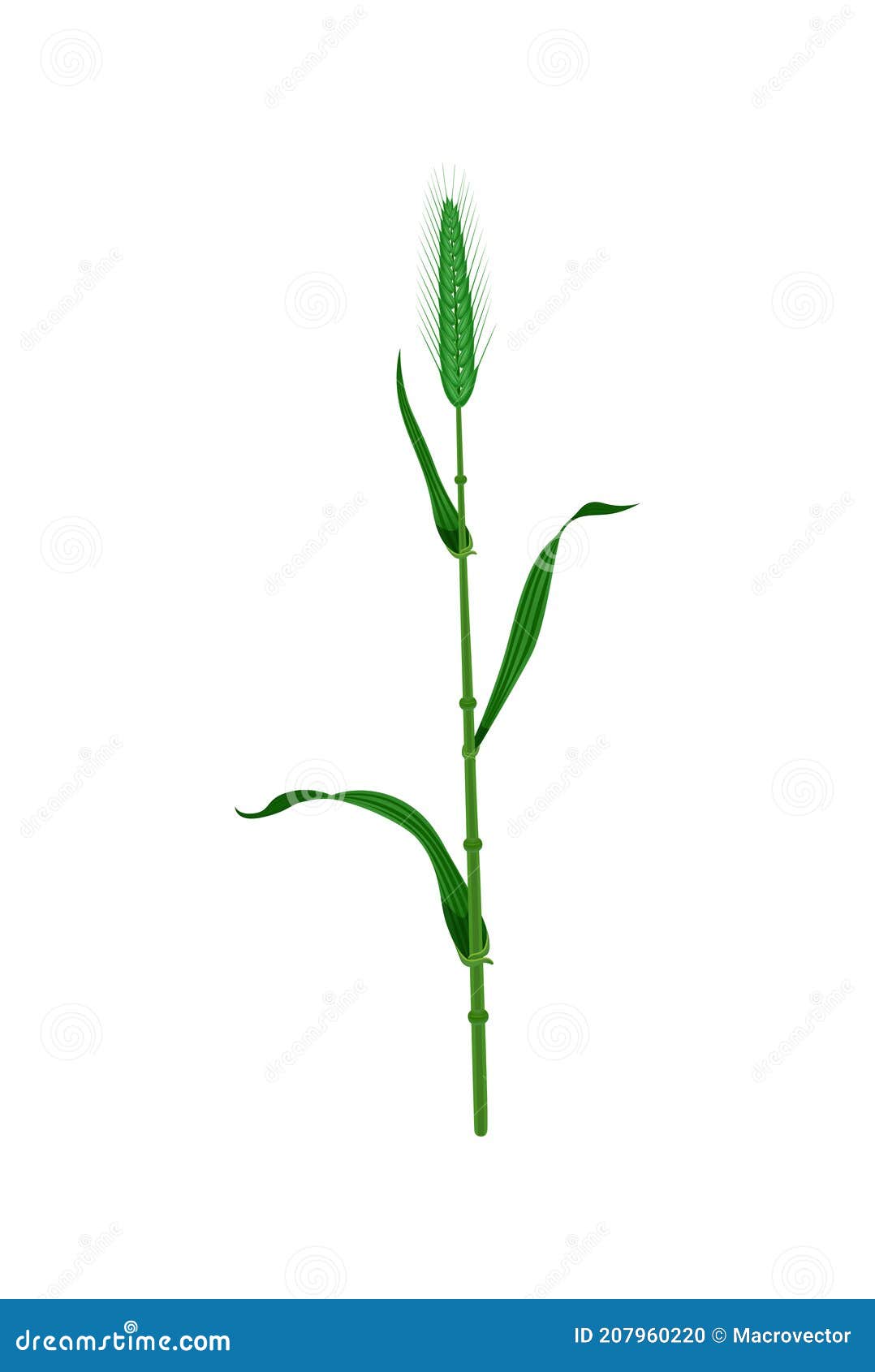 Wheat Realistic Illustration Stock Illustration - Illustration of ...