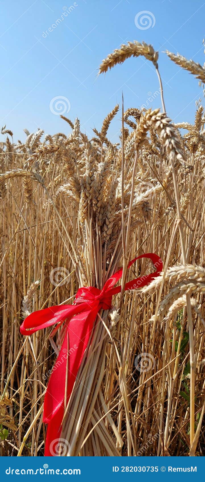 Wheat with Red Ribbon. stock image. Image of ribbon - 282030735