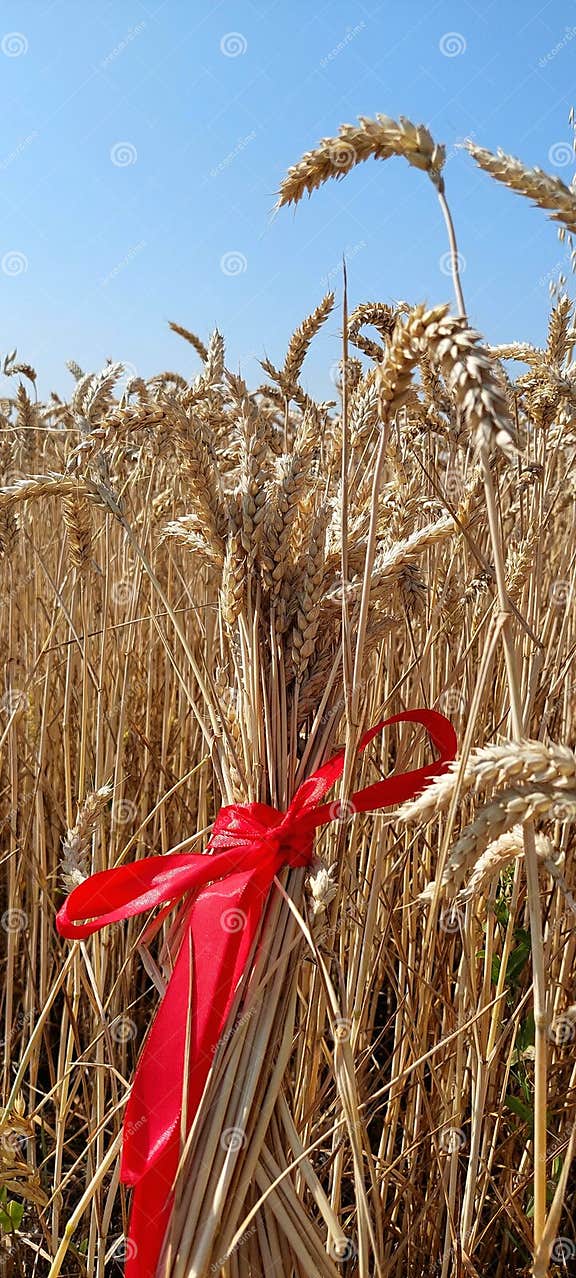 Wheat with Red Ribbon. stock image. Image of ribbon - 282030735
