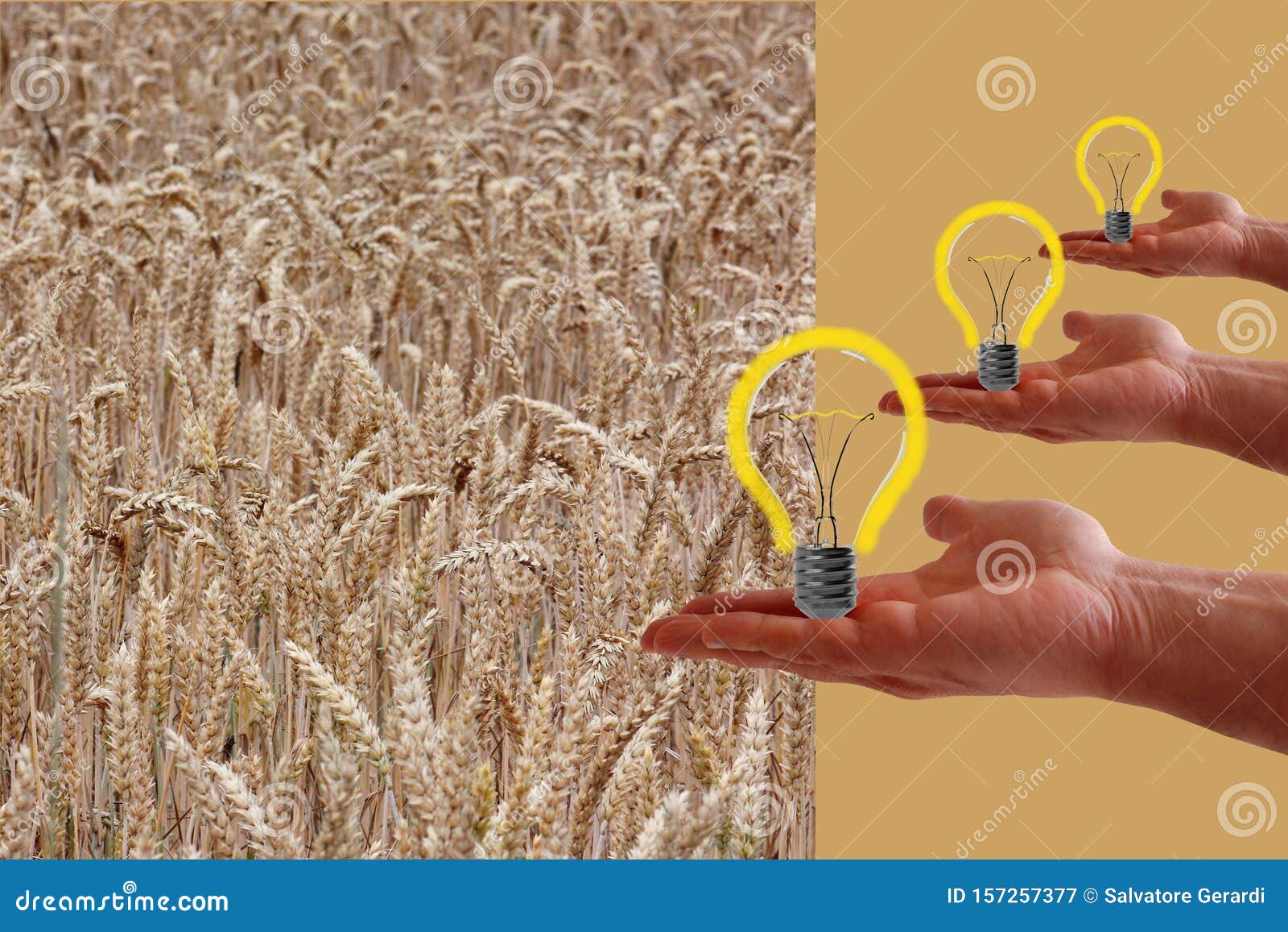 Wheat a Renewable Energy Source Stock Image - Image of heating, nature ...