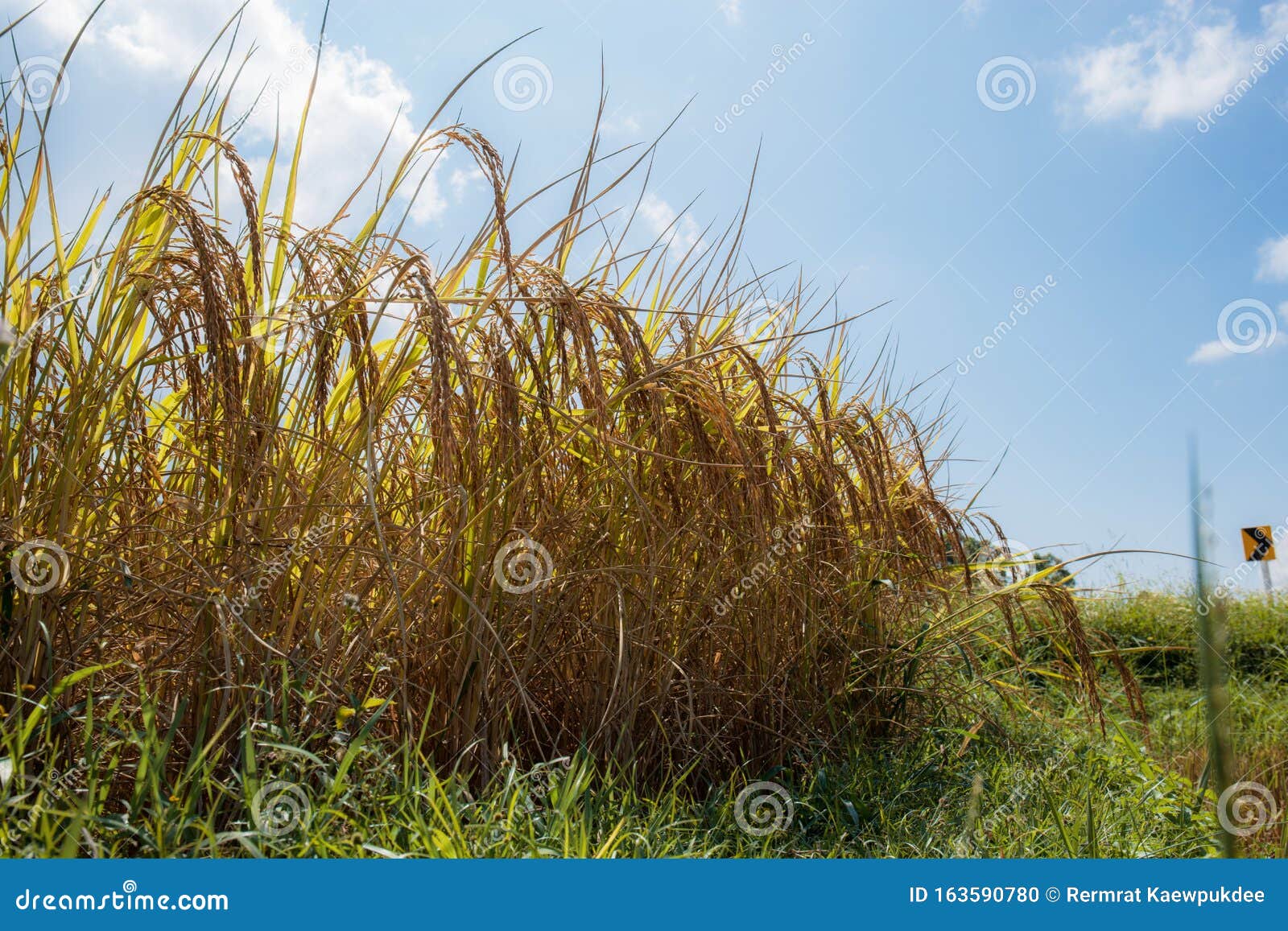 Wheat on Rice Fields at Sky Stock Photo - Image of agricultural, asian ...