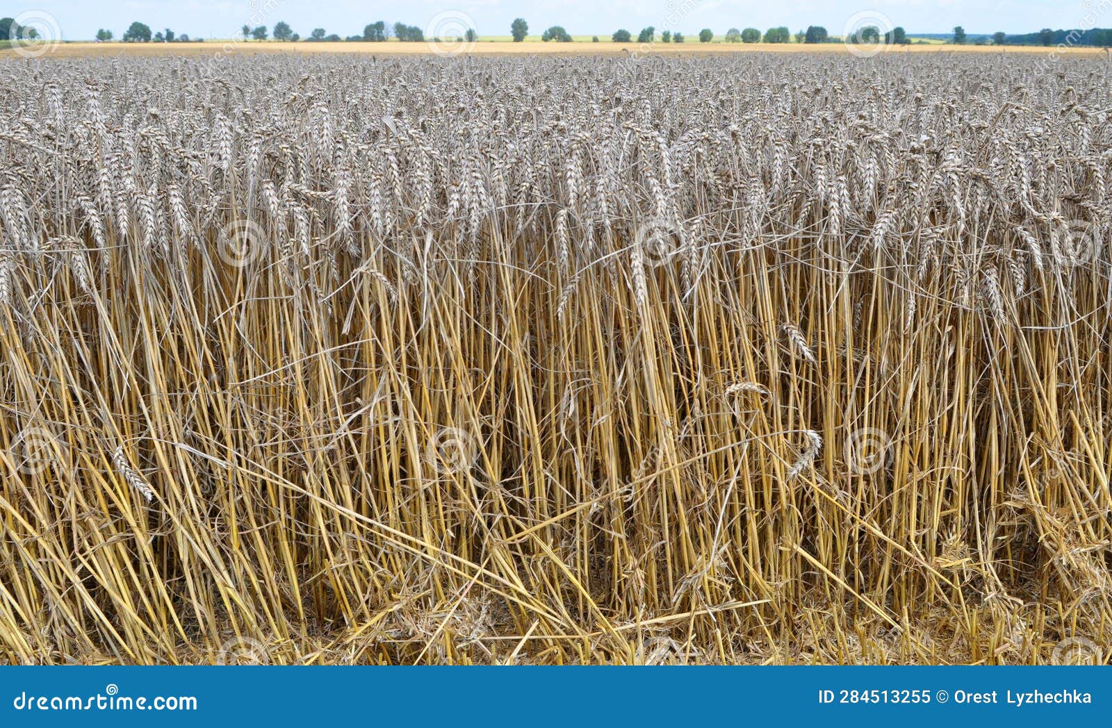 The Wheat is Ripe in the Field Stock Image - Image of farmland, cereal ...