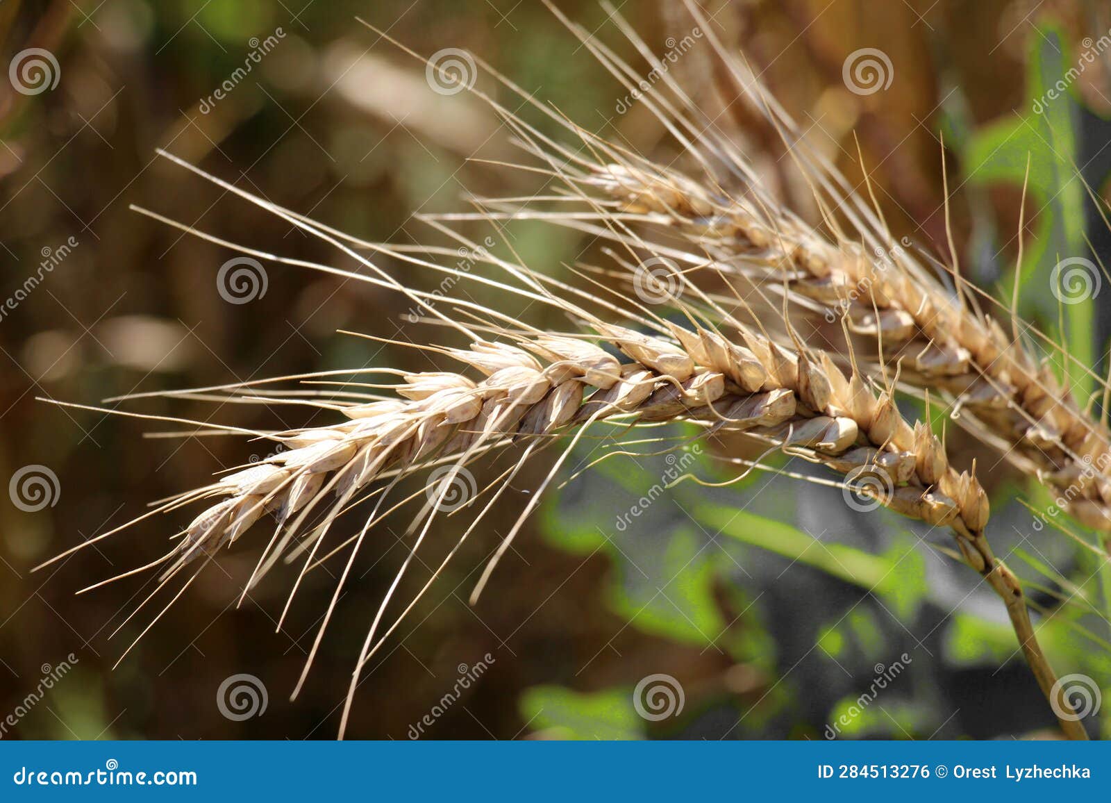 The Wheat is Ripe in the Field Stock Photo - Image of farmland ...